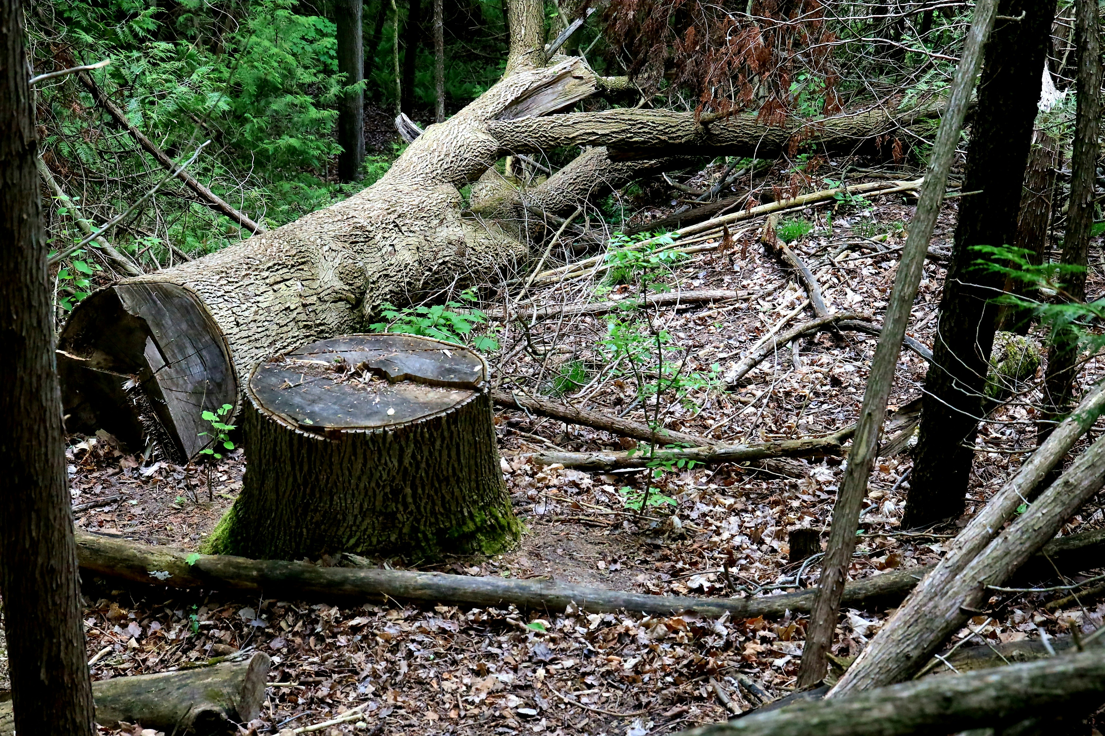 A fallen tree lies across the forest floor, with a freshly cut stump in the foreground surrounded by scattered leaves and young greenery. The scene highlights the interplay between decay and new growth.