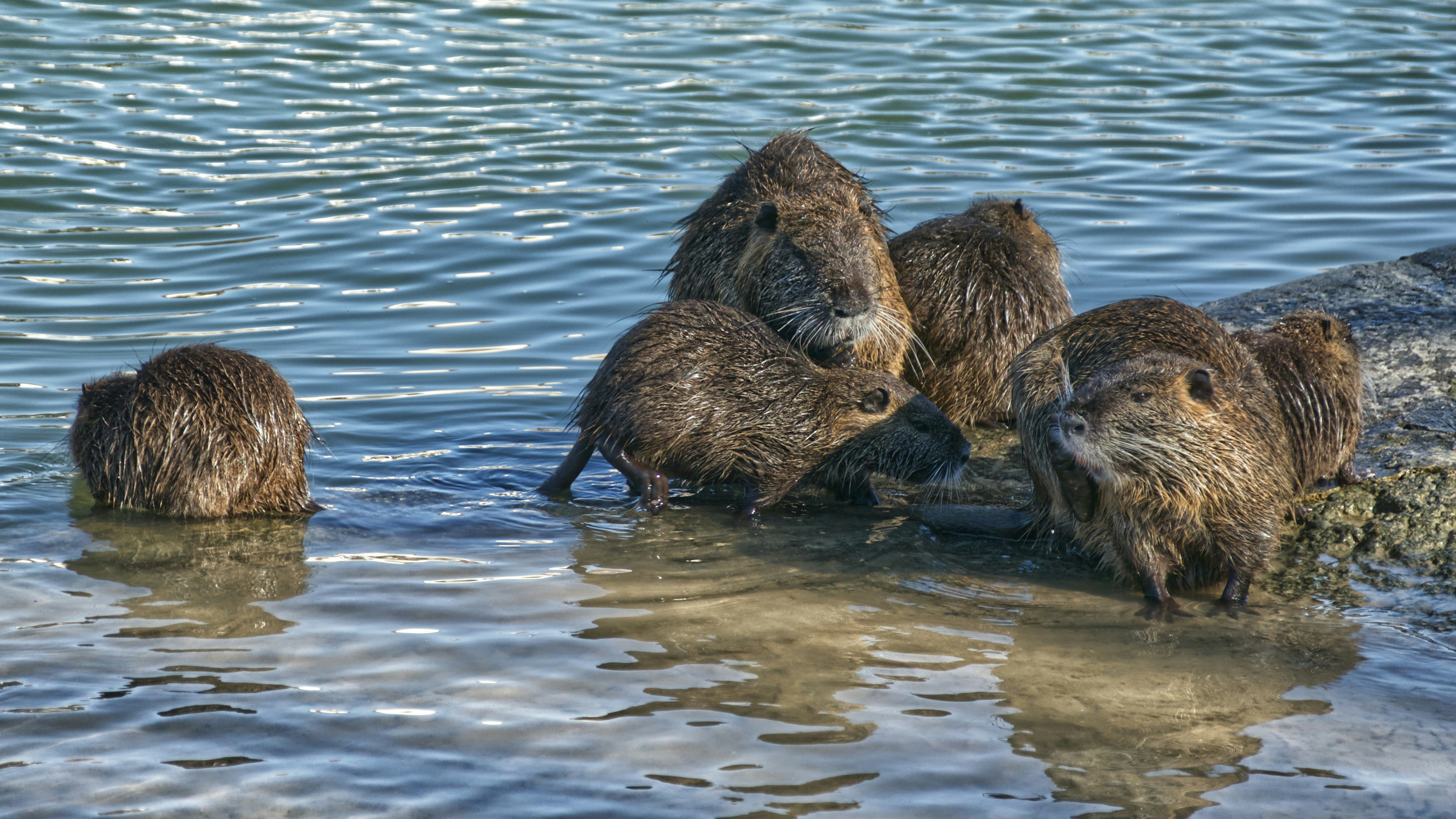 Famille ragondins au complet.

