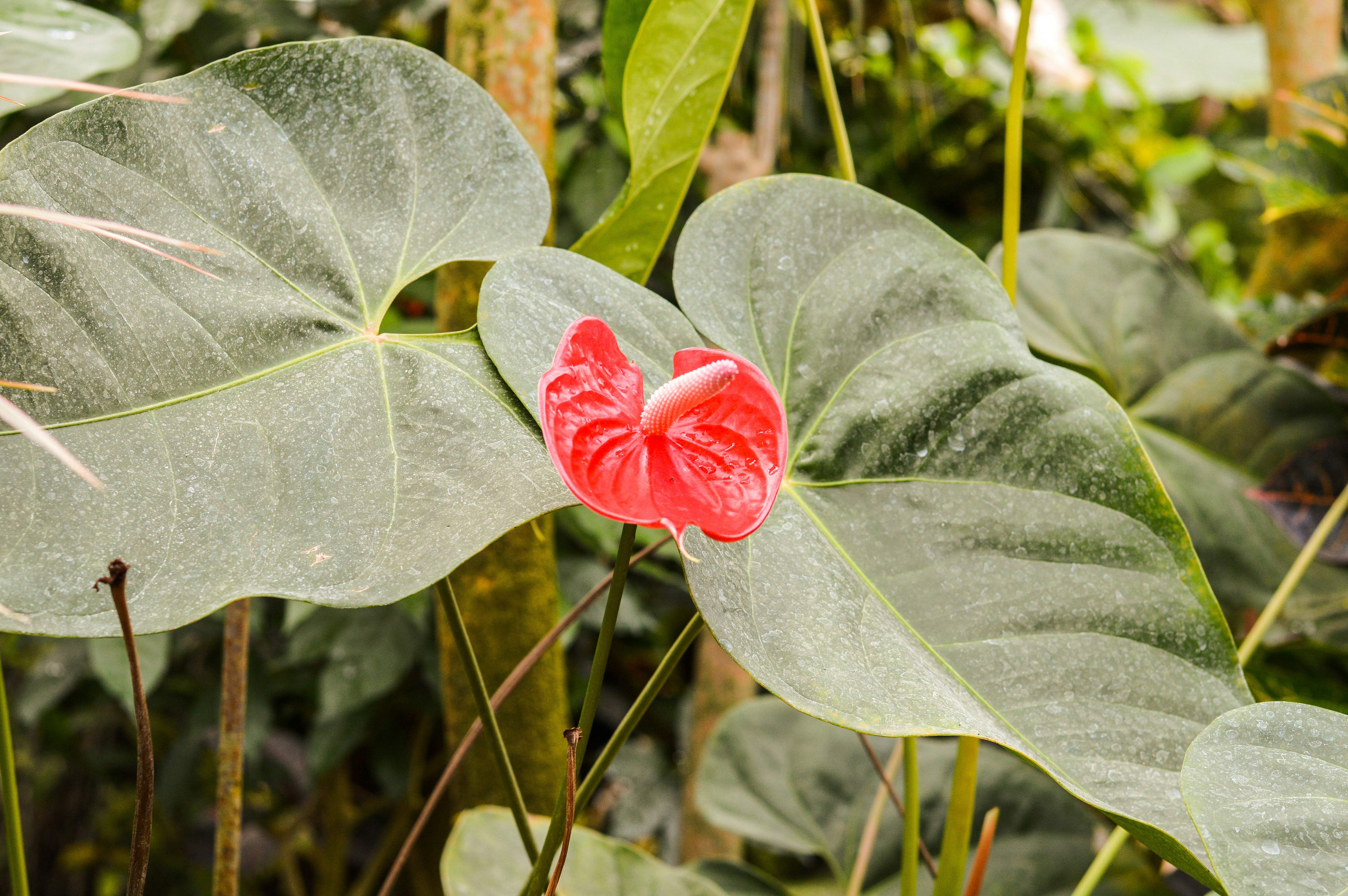 Vibrant red anthurium flower stands out against large green leaves in a tropical setting.