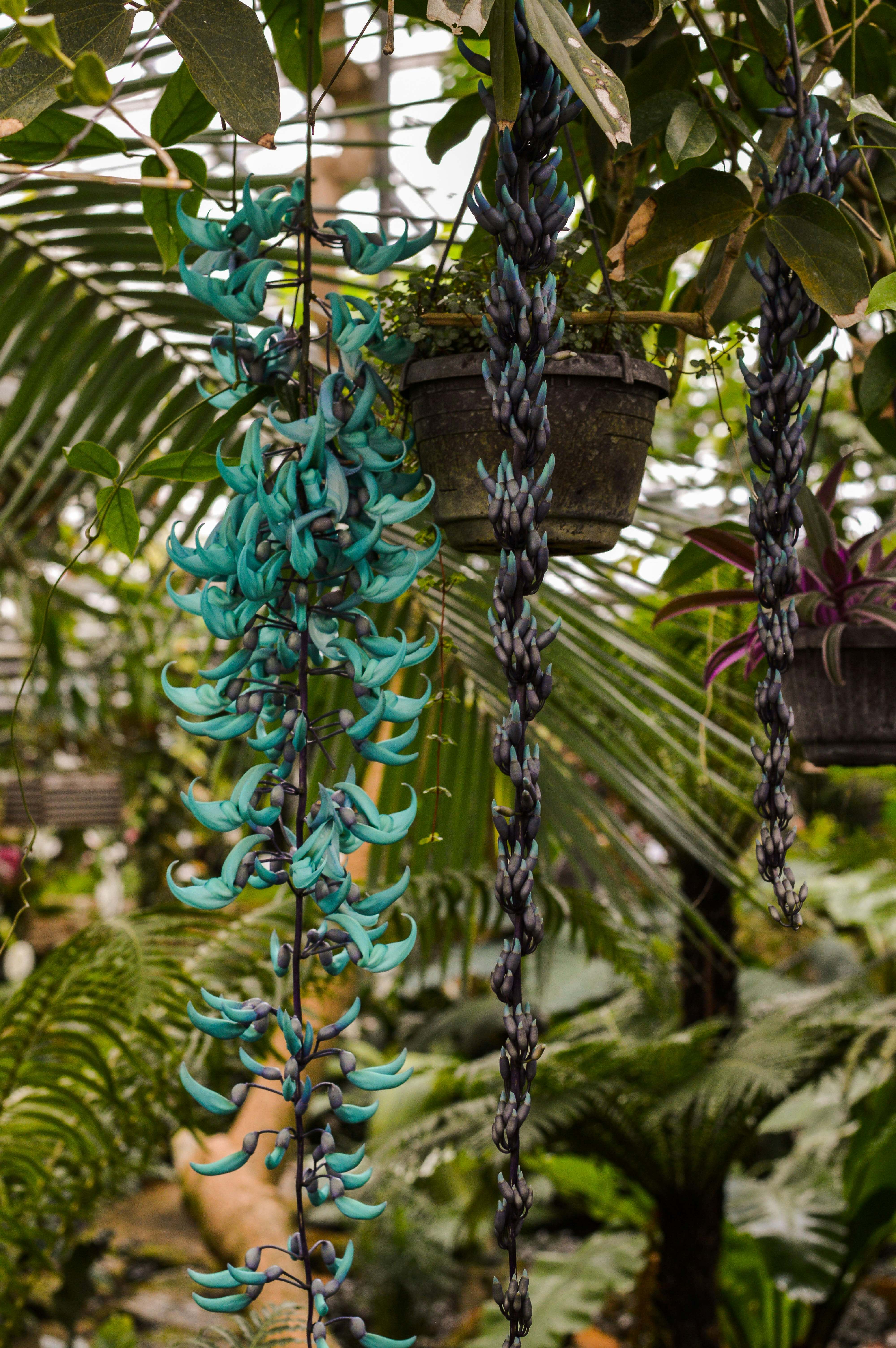 Vibrant turquoise and dark purple flowers dangle from lush greenery in a greenhouse, showcasing the beauty of tropical flora.