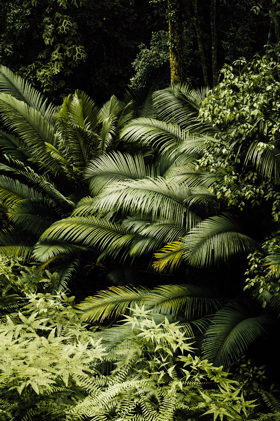Dense tropical greenery with overlapping palm fronds and broadleaf plants filling the frame against a dark forest backdrop.