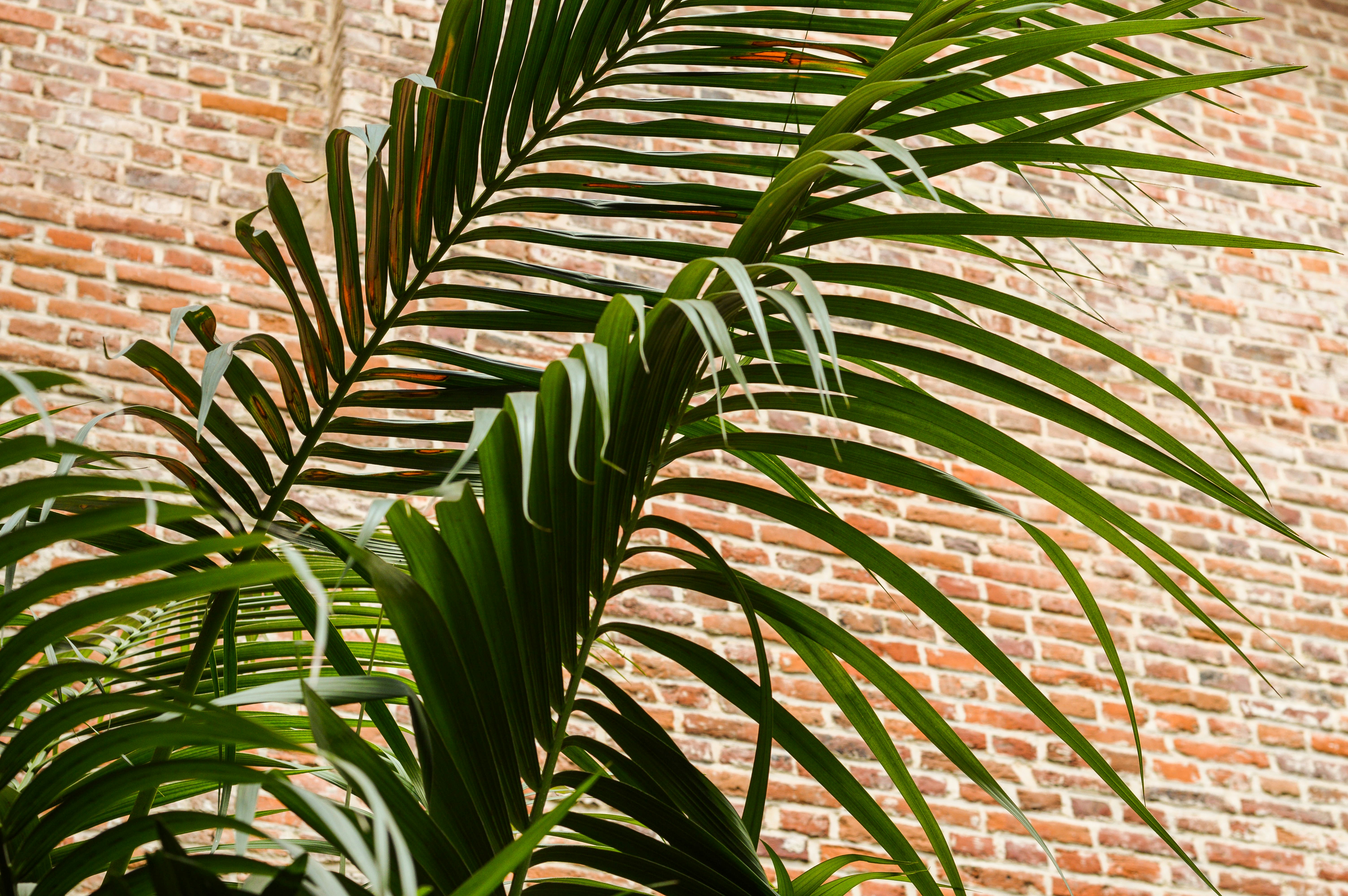 Green palm plant near brown brick wall photo – Free Leaves Image on ...