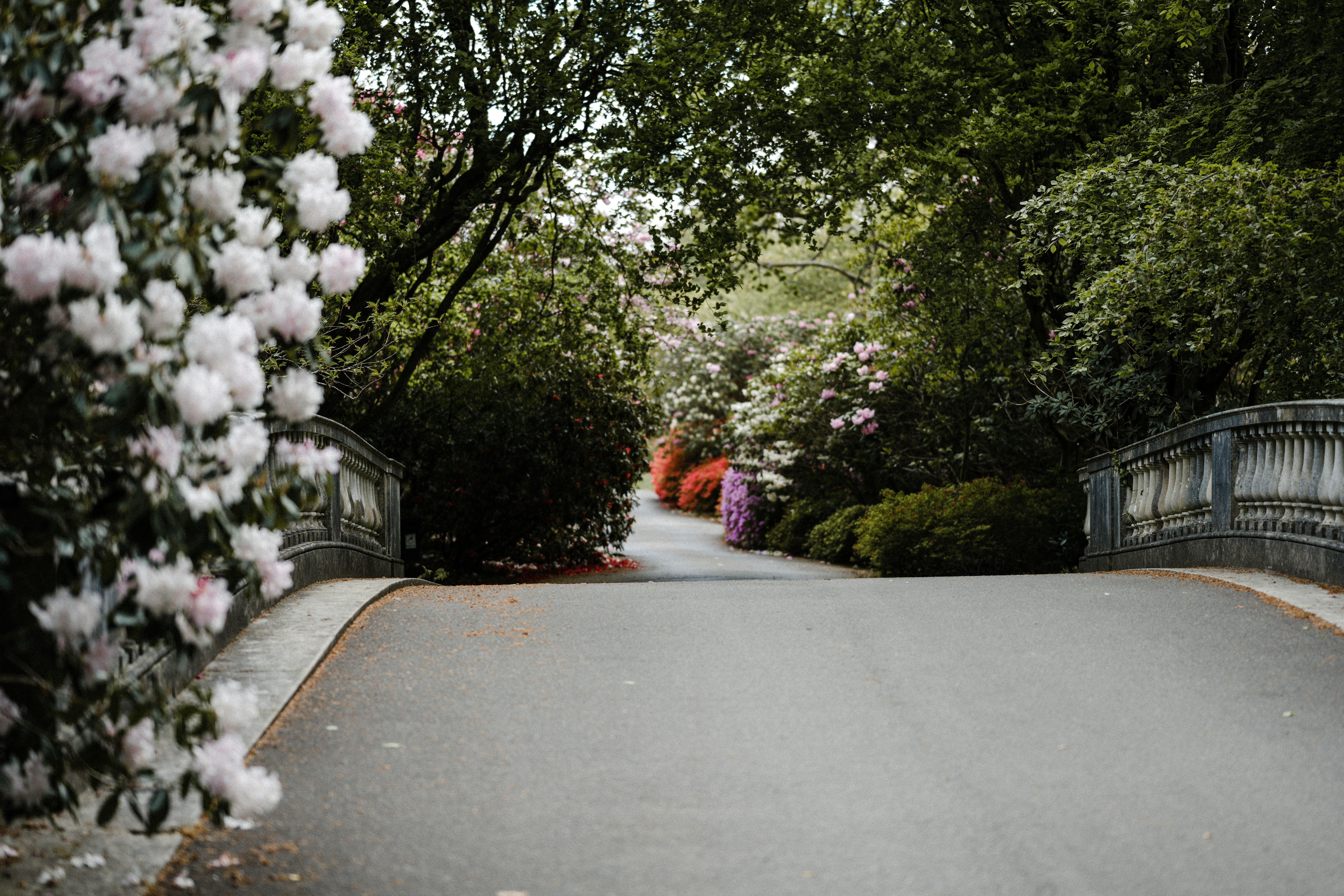 Petal-Lined Avenue: a Quiet Path Framing a Distant Palette