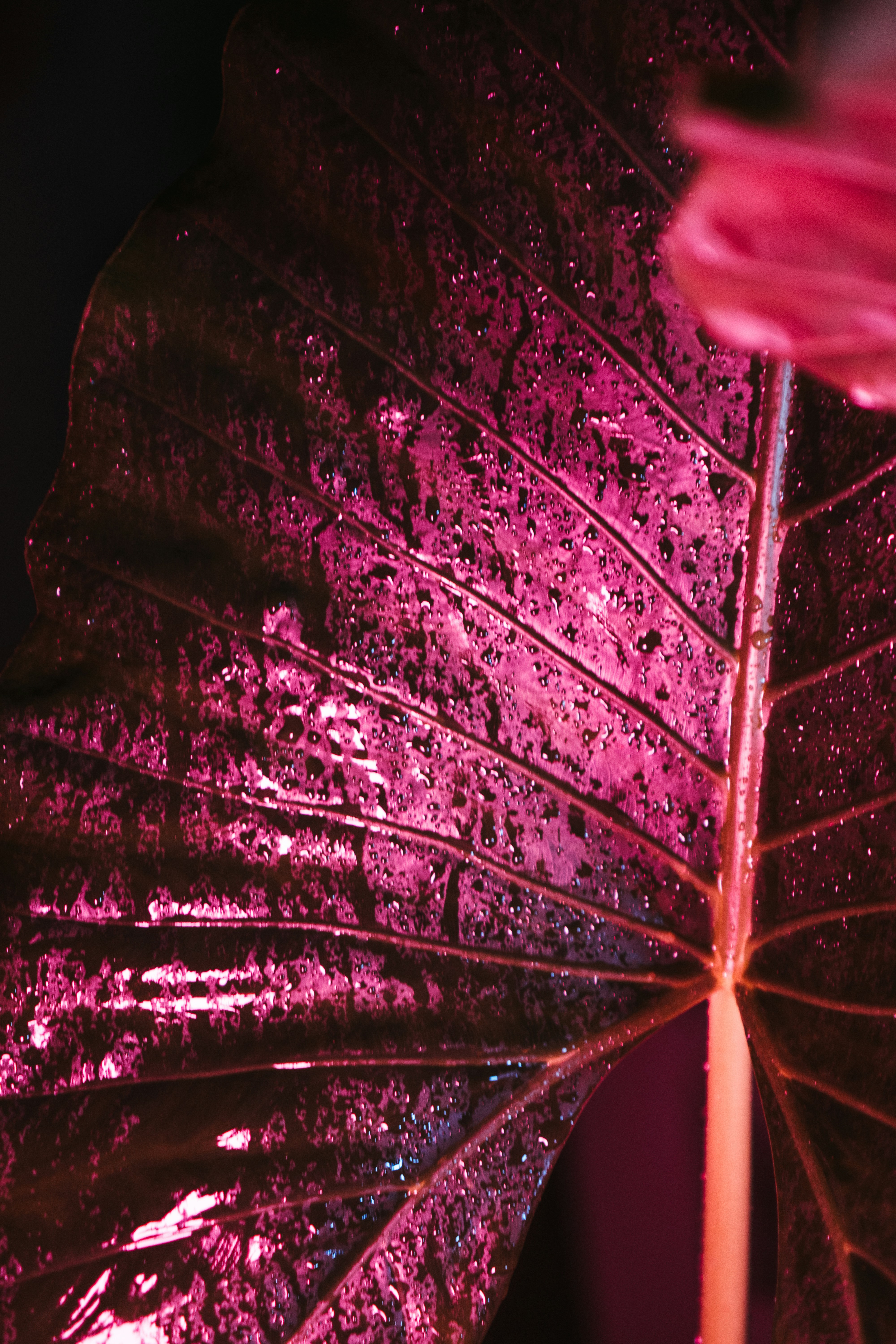 Close-up of a vibrant leaf glistening with moisture, showcasing intricate textures and colors under soft lighting.