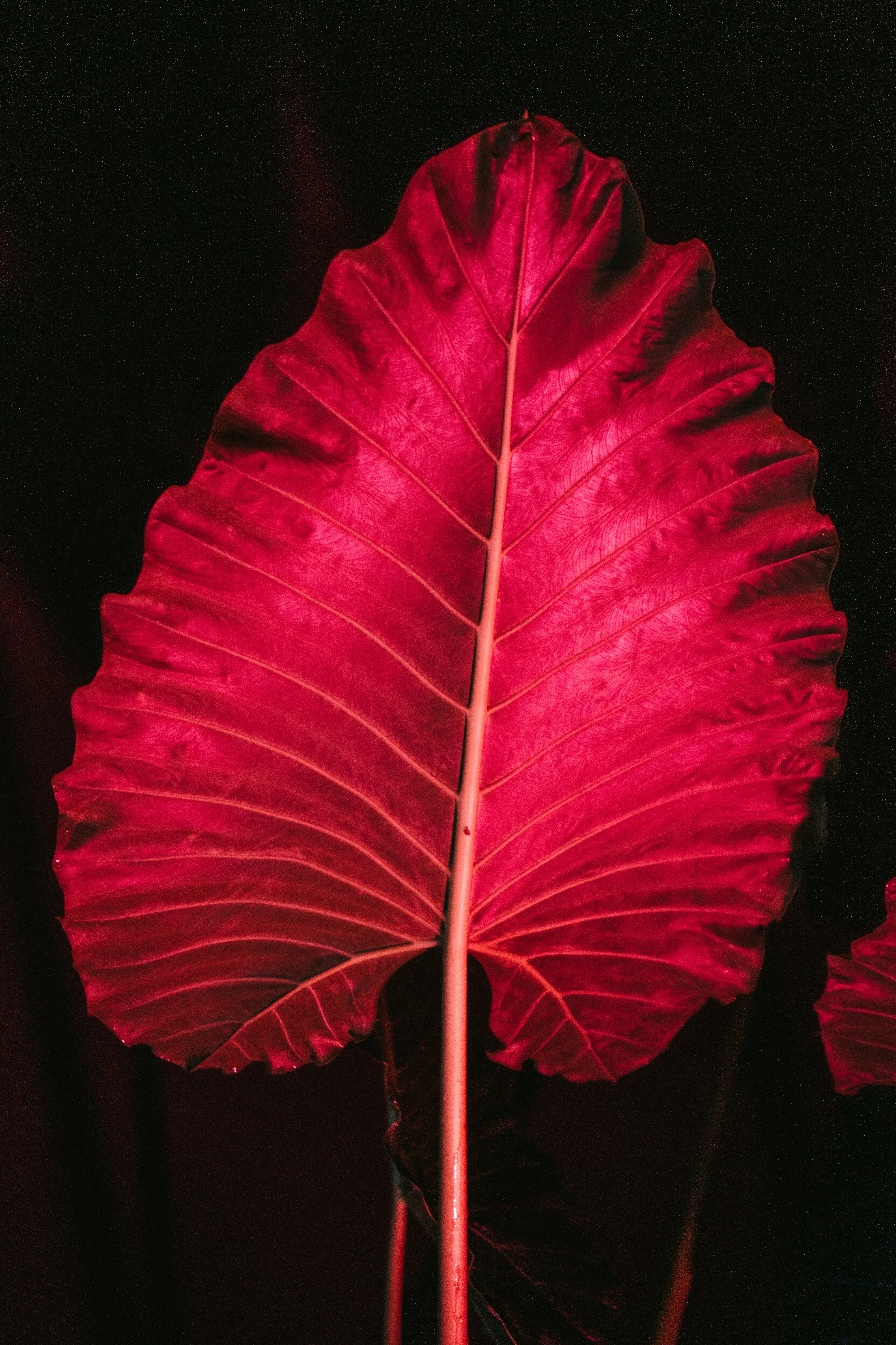 a large red leaf on a dark background
