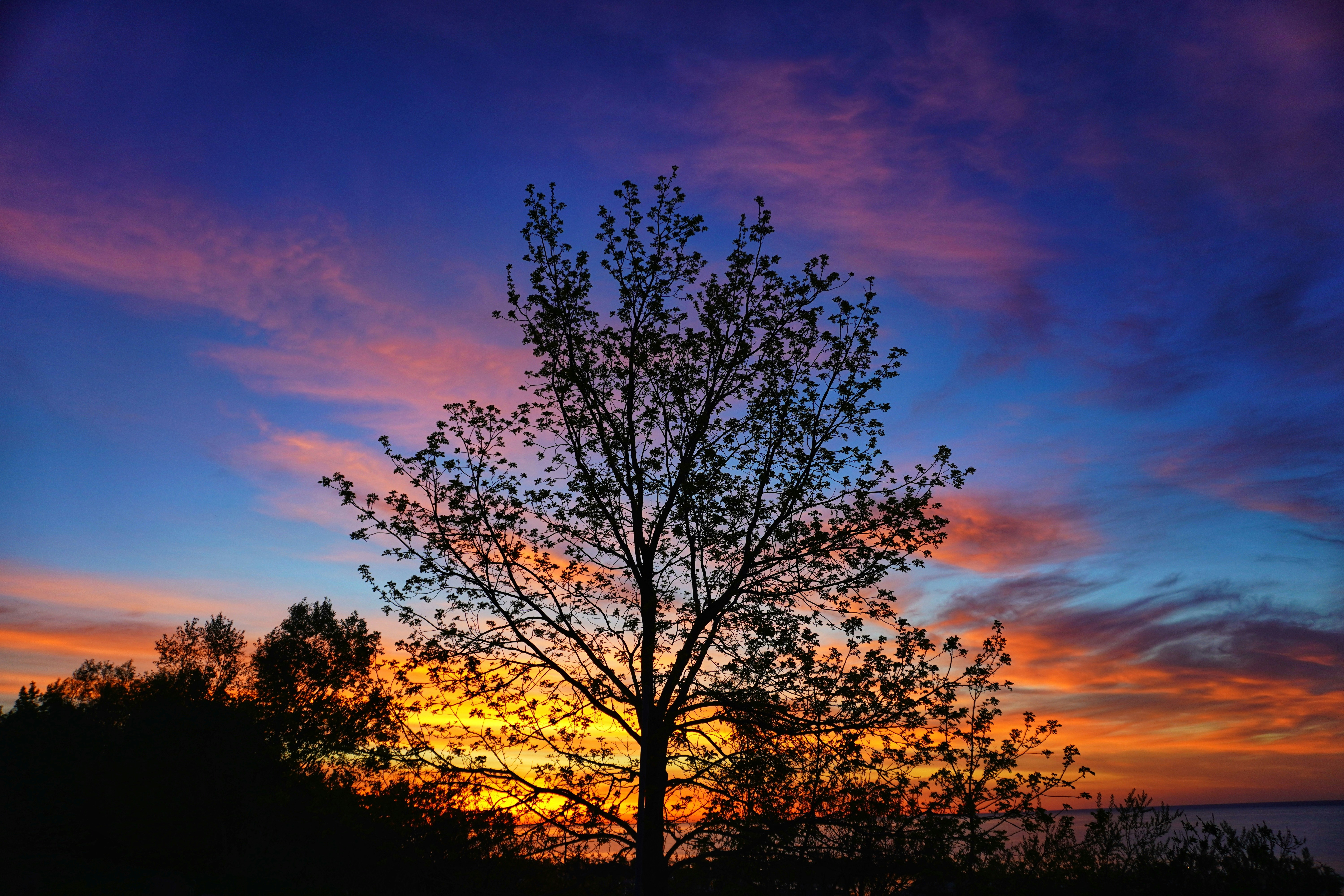 Foto Silueta de árbol durante la puesta del sol – Imagen Scarborough ...