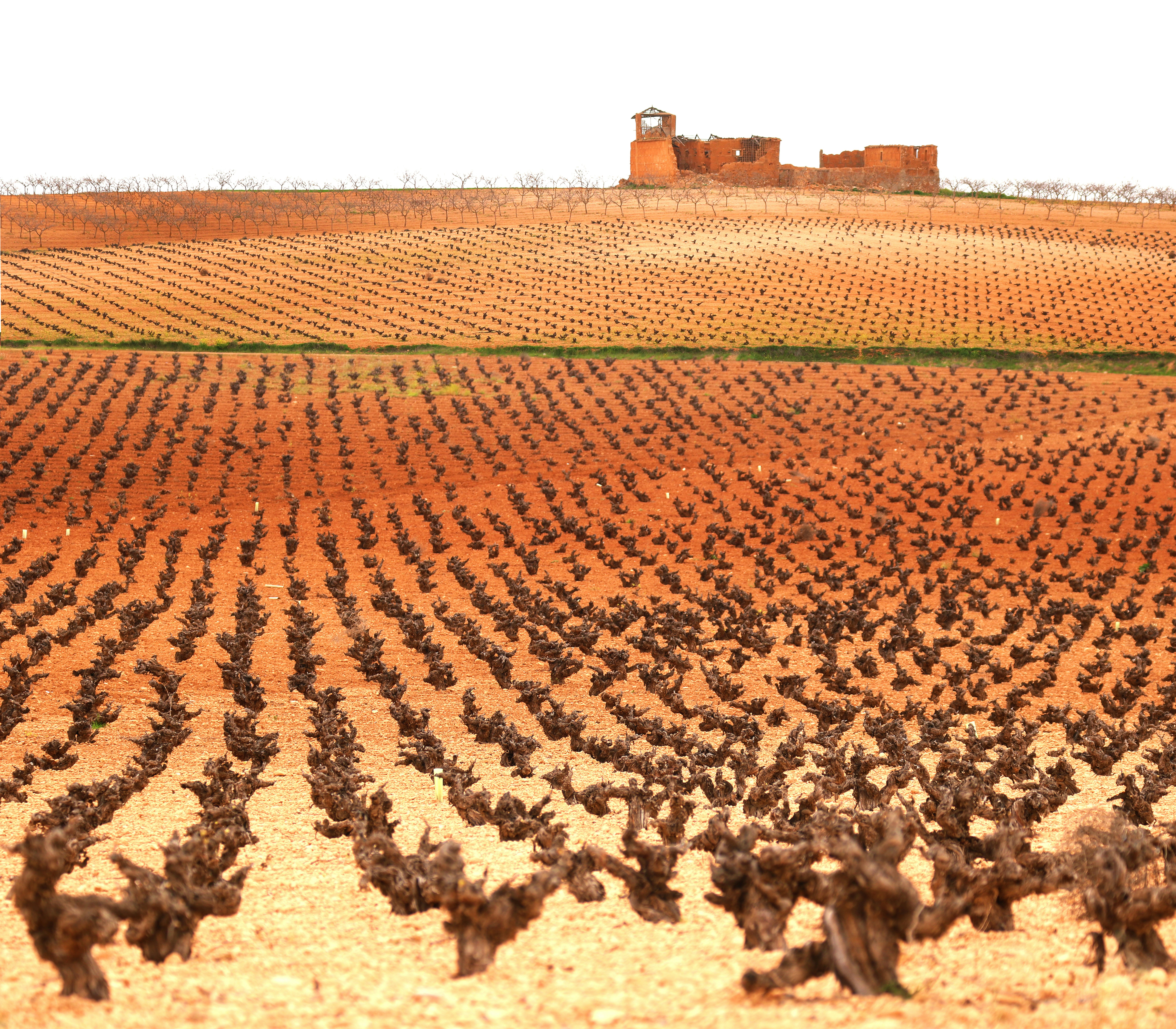 Vast Spanish farmland with neatly aligned rows of grapevines under a white sky.