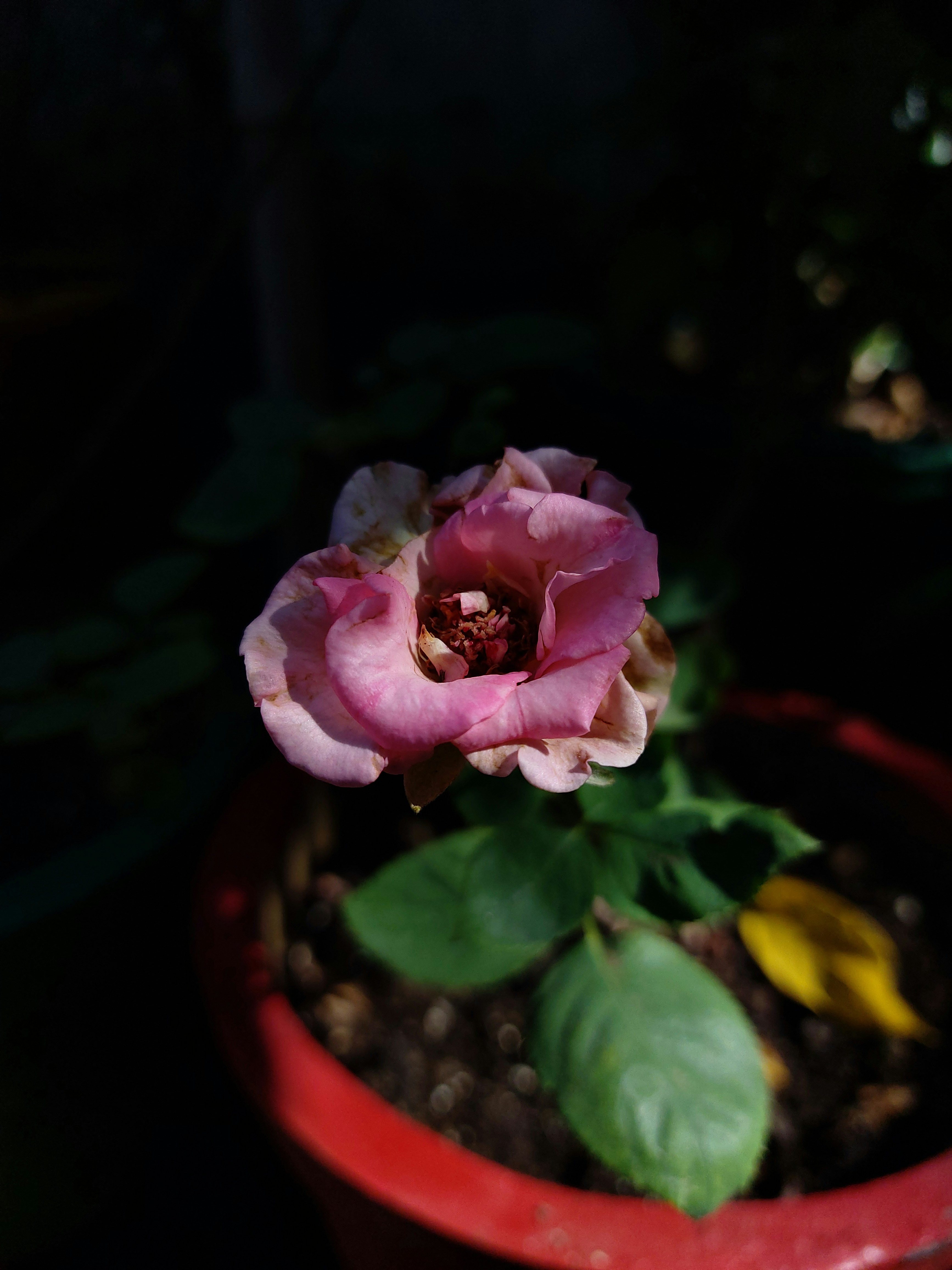 A delicate pink rose with wilted petals stands out against a dark background, surrounded by lush green leaves in a pot.