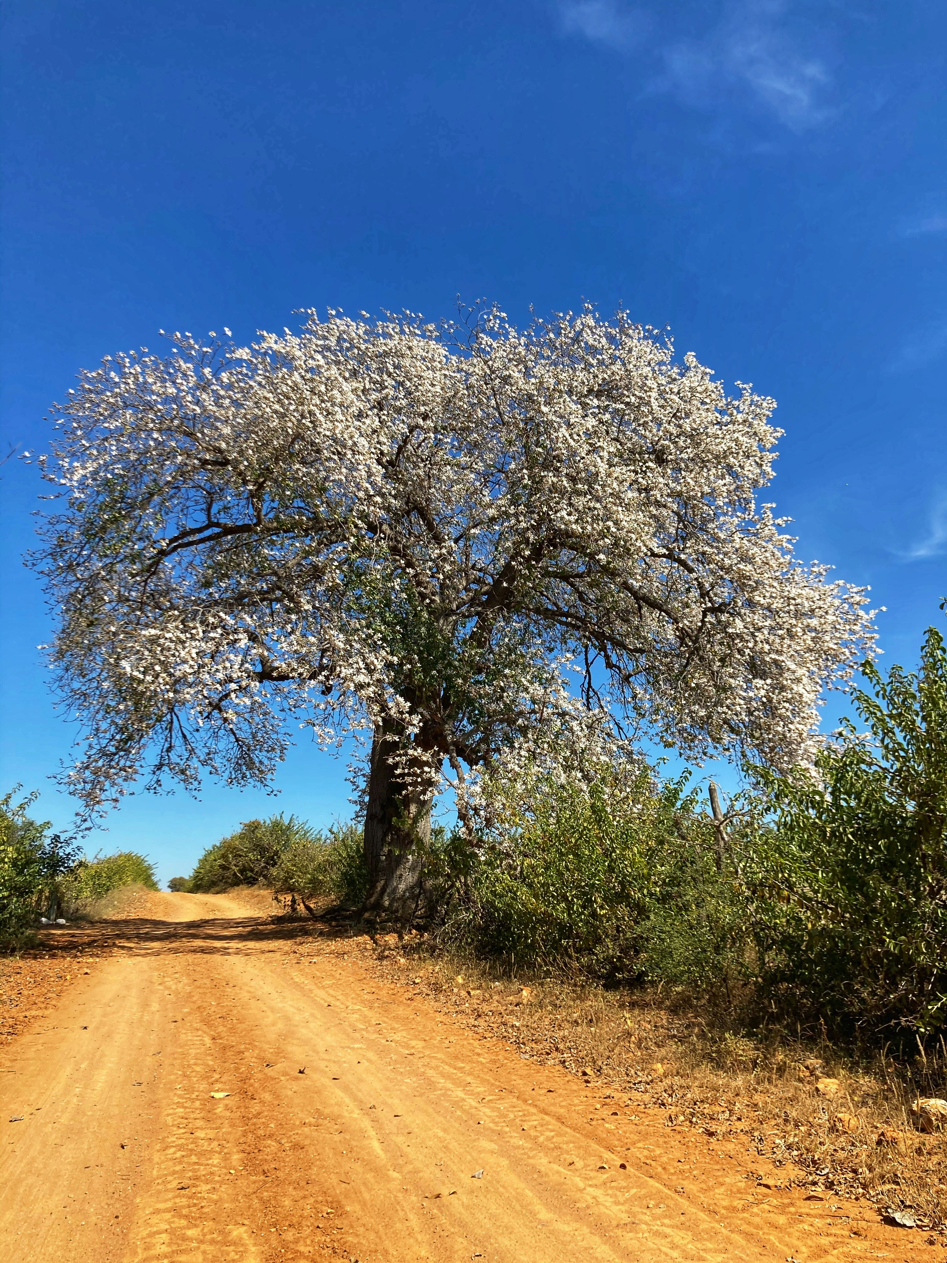 Sertão | 13 best free sertao, outdoor, brazil and plant photos on Unsplash