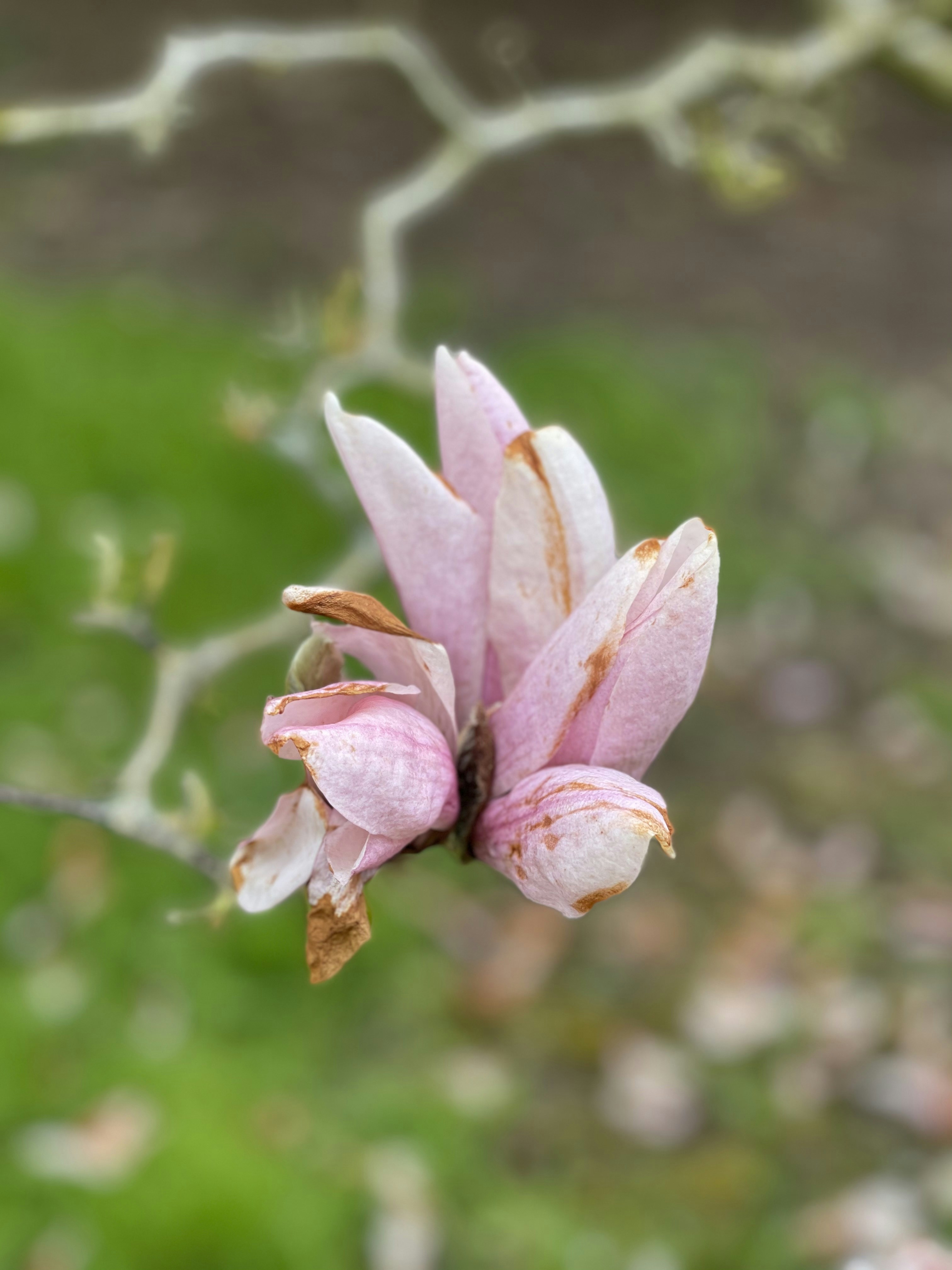 Pink flower in tilt shift lens photo – Free Flower Image on Unsplash