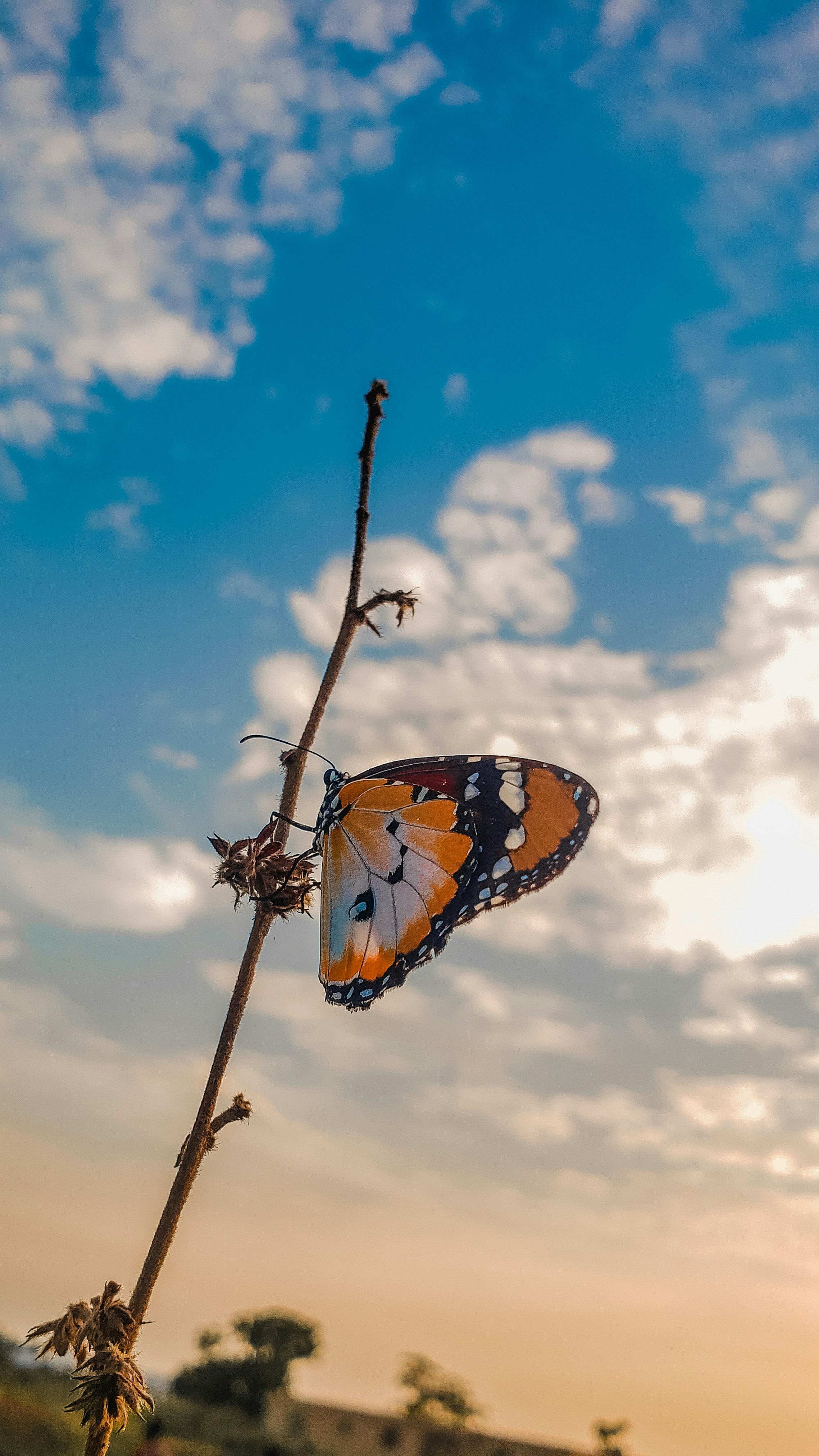 Butterfly on a Sunlit Stem: A Quiet Moment in the Field