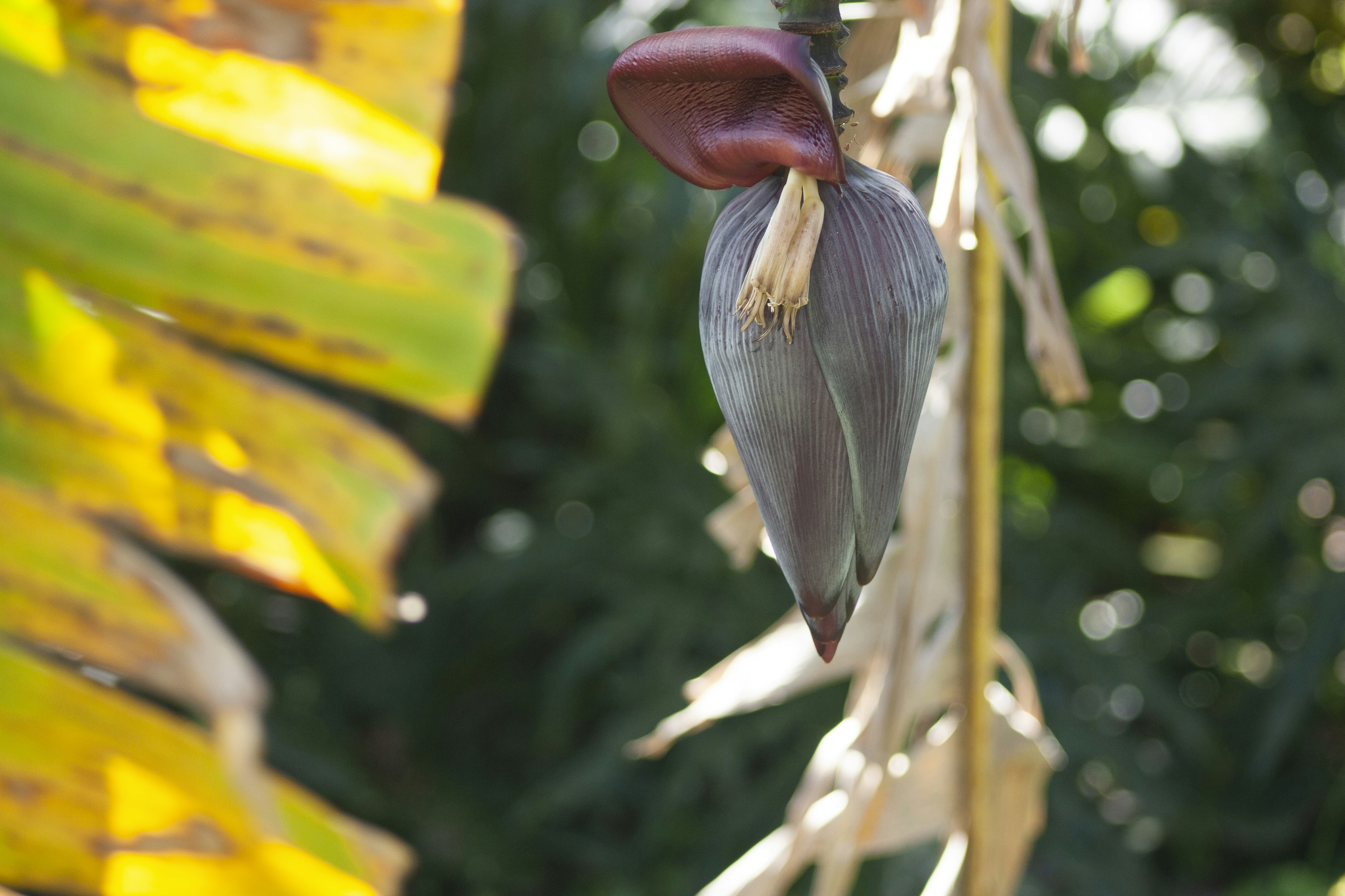 Foto Capullo de flor púrpura en lente de cambio de inclinación – Imagen ...