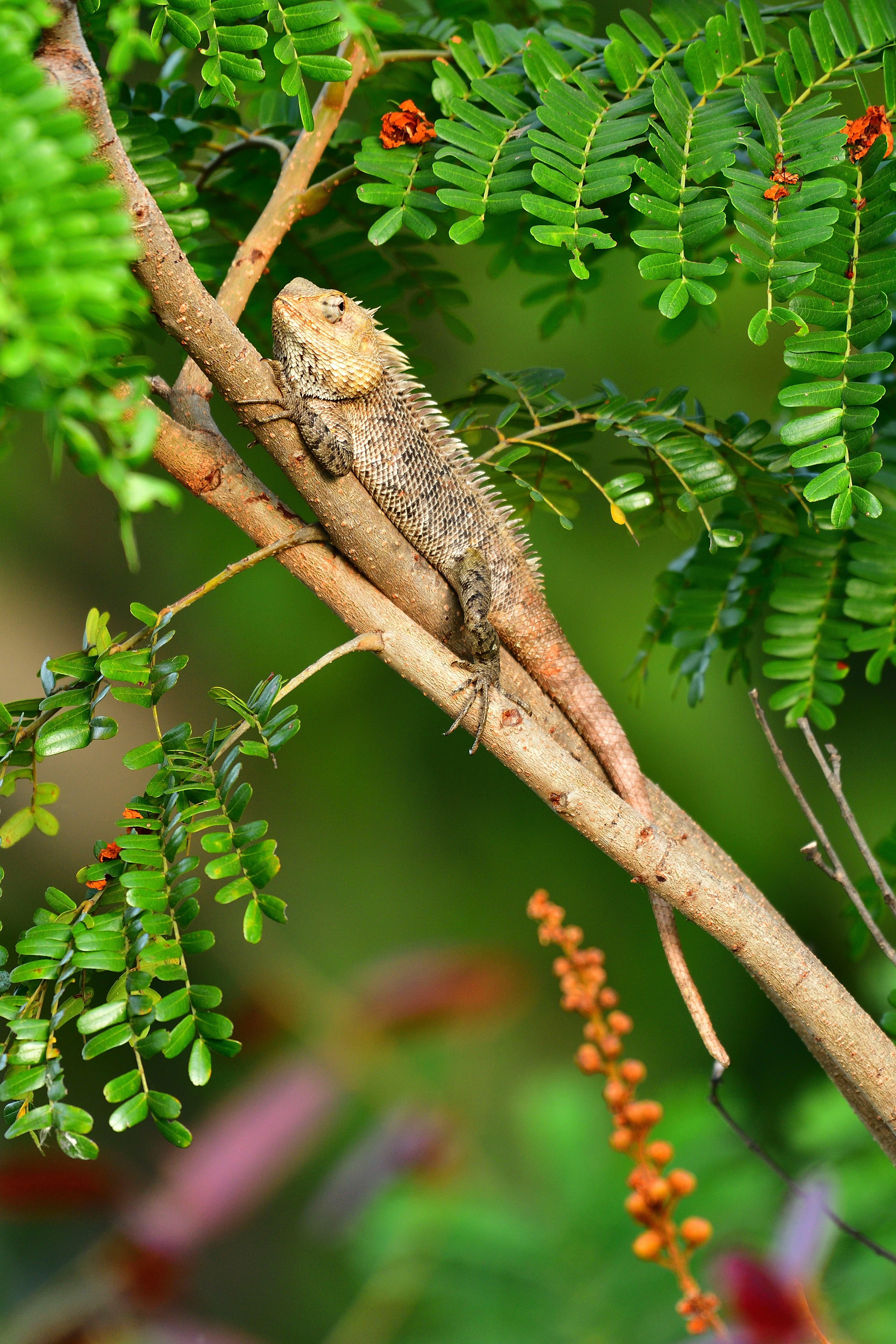 green and brown lizard on brown tree branch