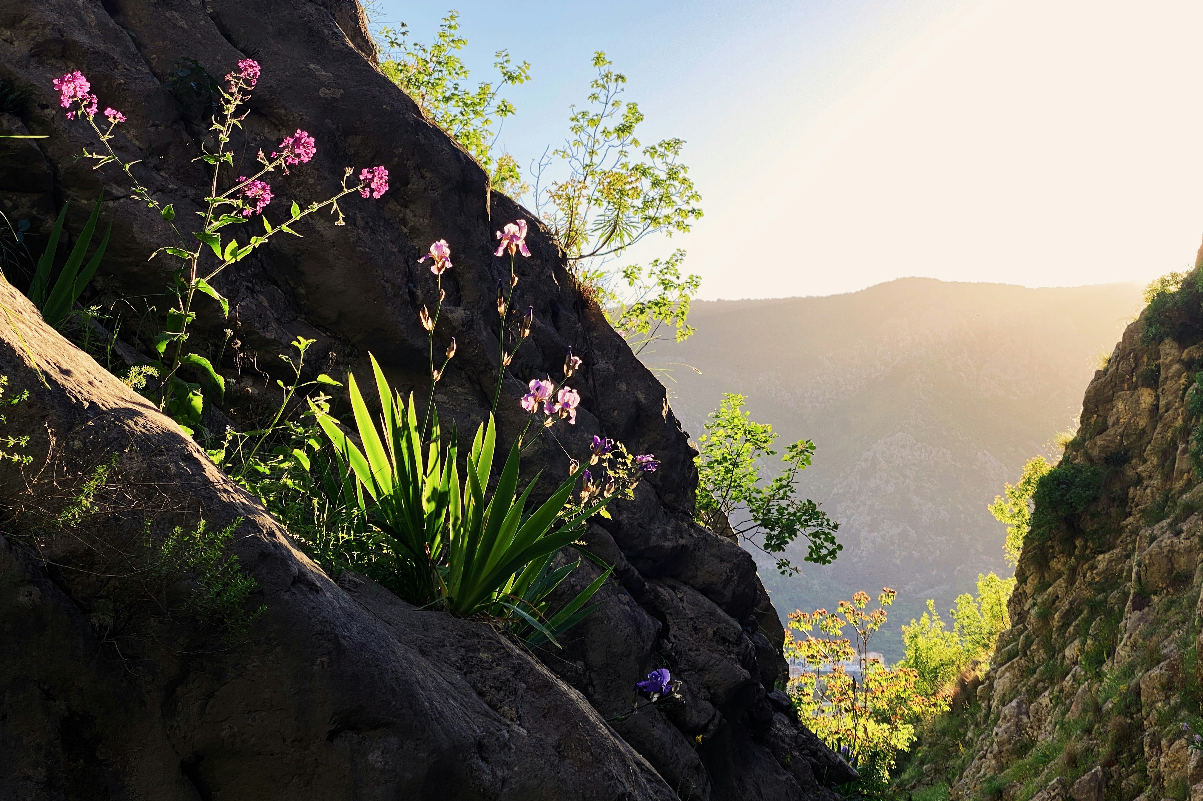Flora Amidst Sunlit Rocky Cliffs