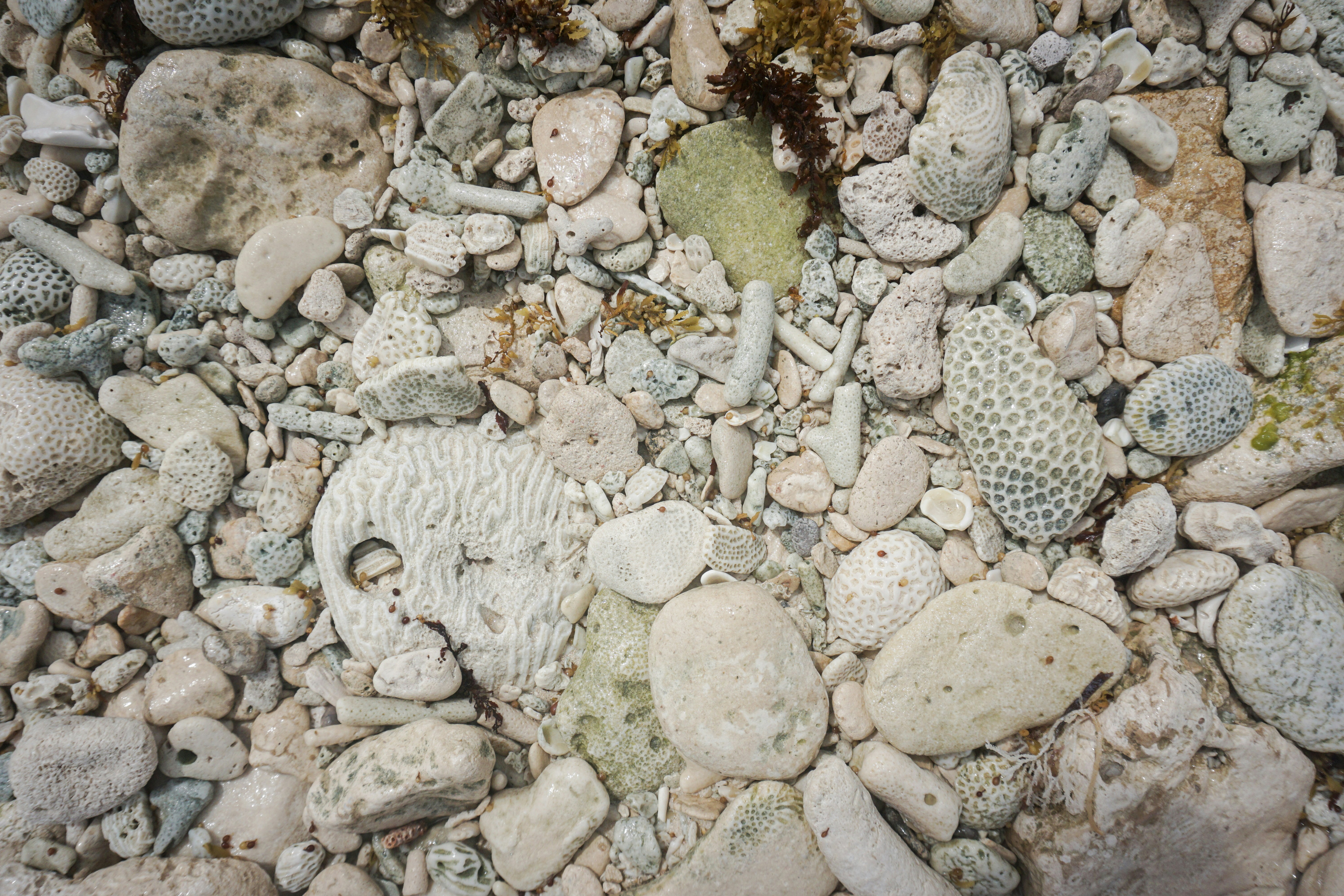 Centerpiece of Pebbles: a Quiet Mosaic on the Shore