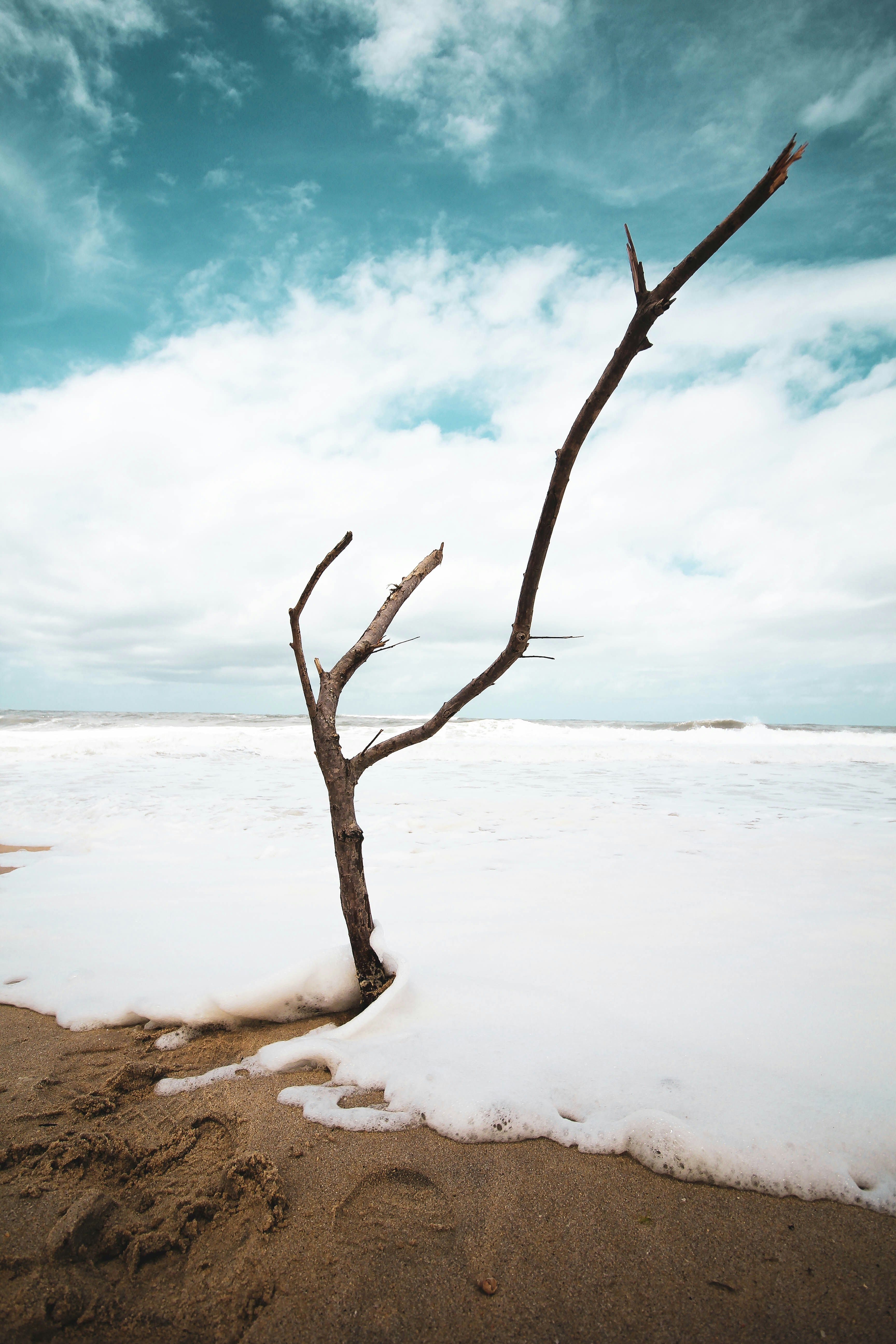 An old tree by the beach.Francisco de Frias