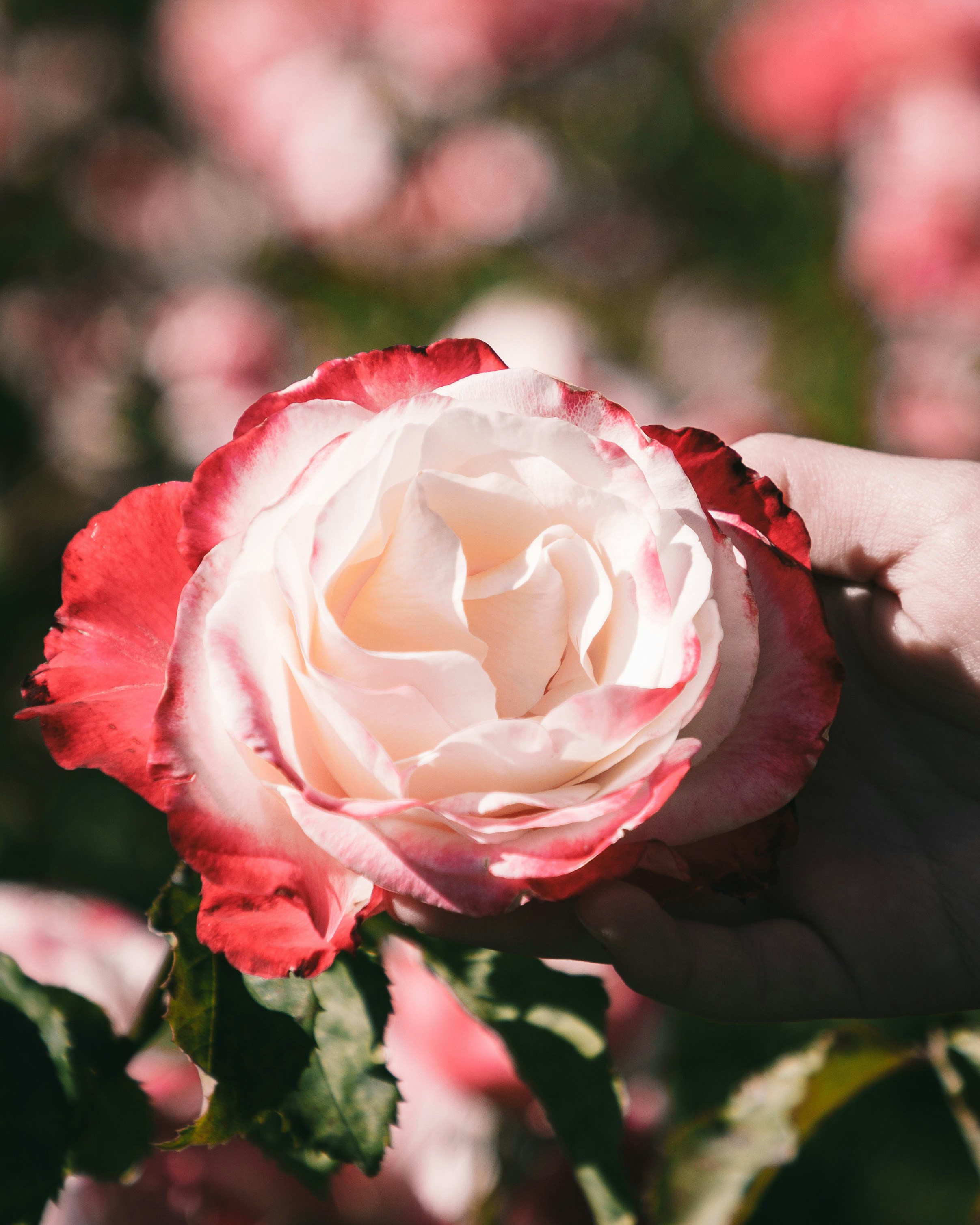 Crimson-Edged Bloom: A Hand-Held Rose in Soft Sunlight