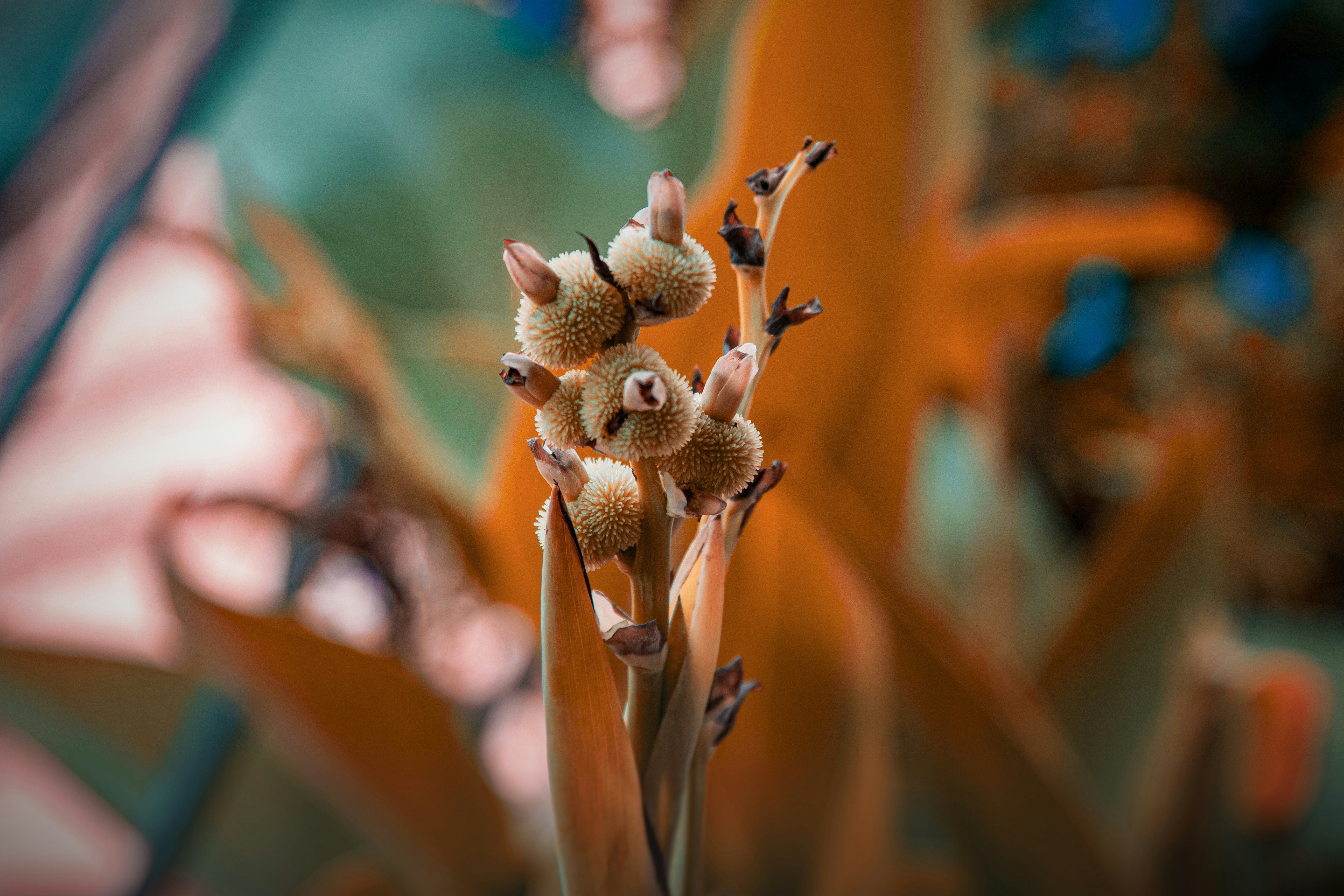 Soft-turred Buds Amid Blurred Botanical Backdrop