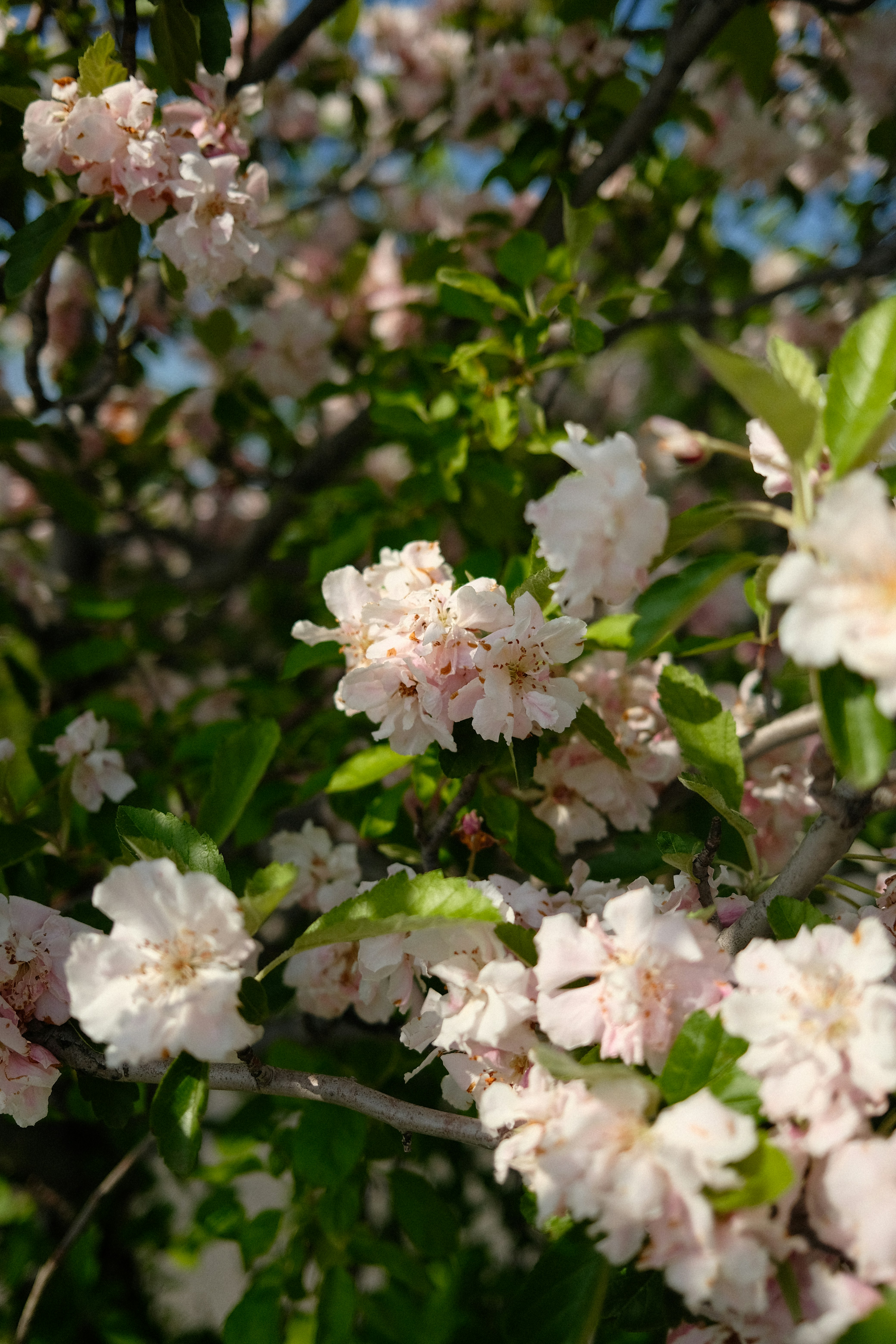 Delicate pink blossoms interwoven with vibrant green leaves, creating a lush springtime scene.