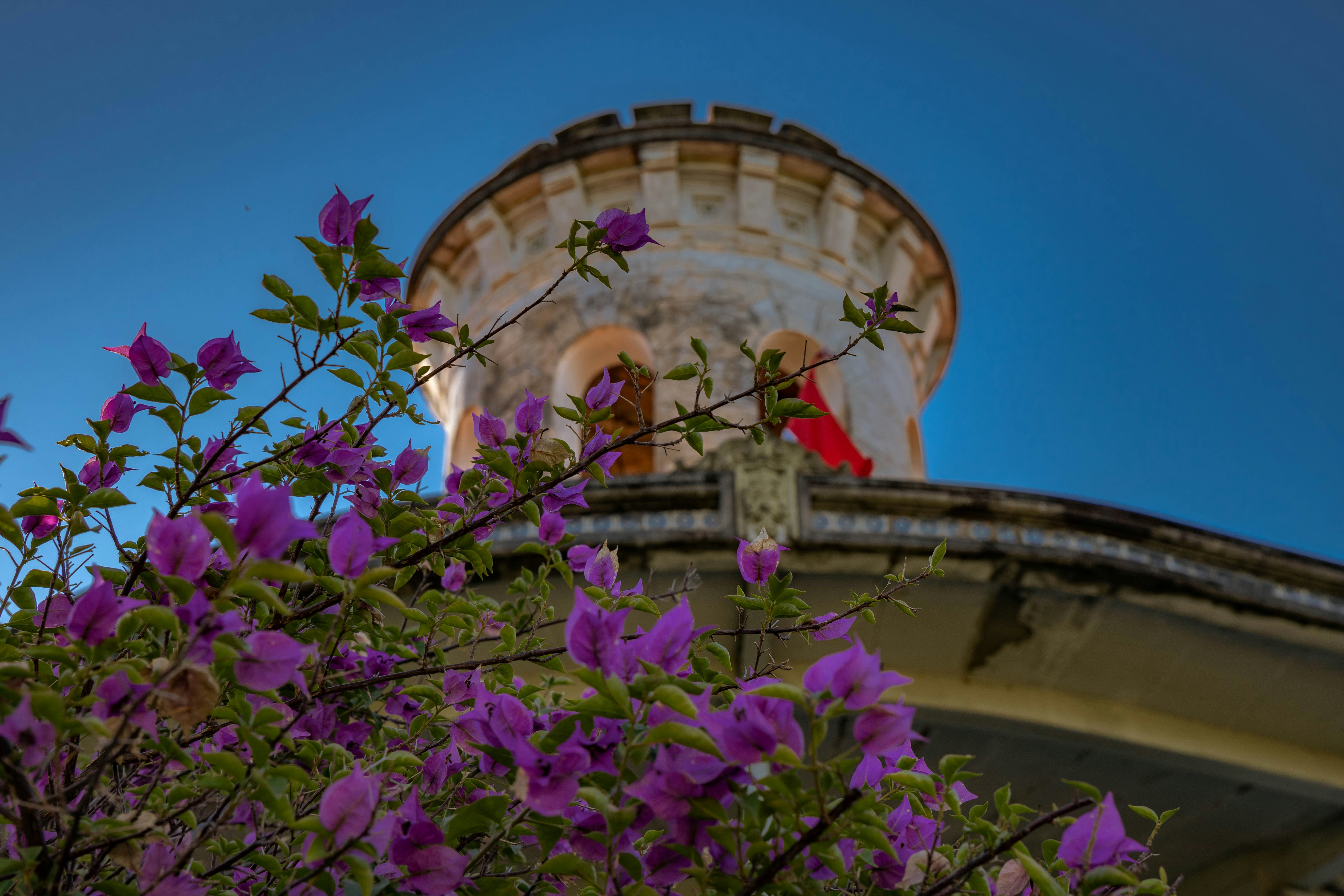 Historic tower framed by vibrant bougainvillea flowers under a clear blue sky.