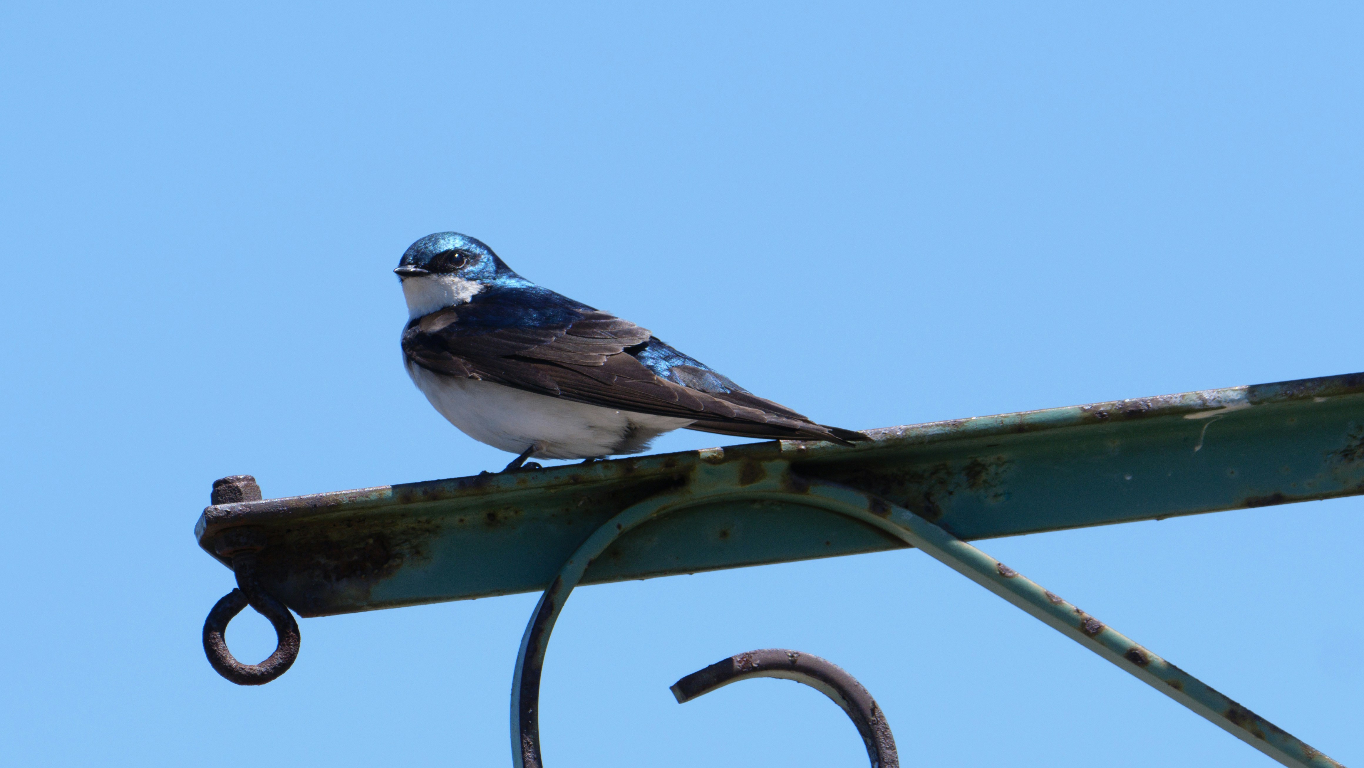 Azure Swallow on a Weathered Rail