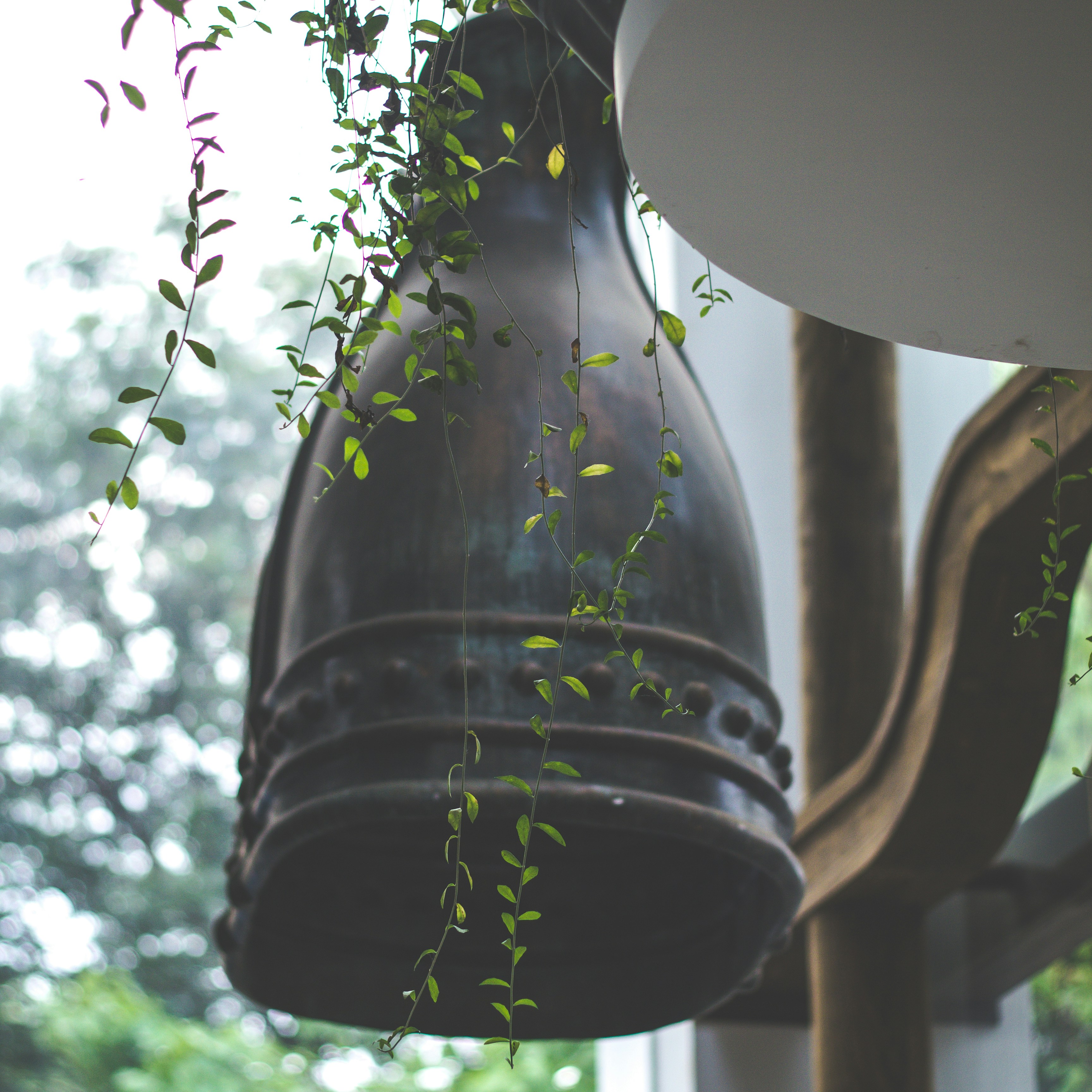 Hanging Lanterns and Vines: Quiet Greenery by the Farm Lantern