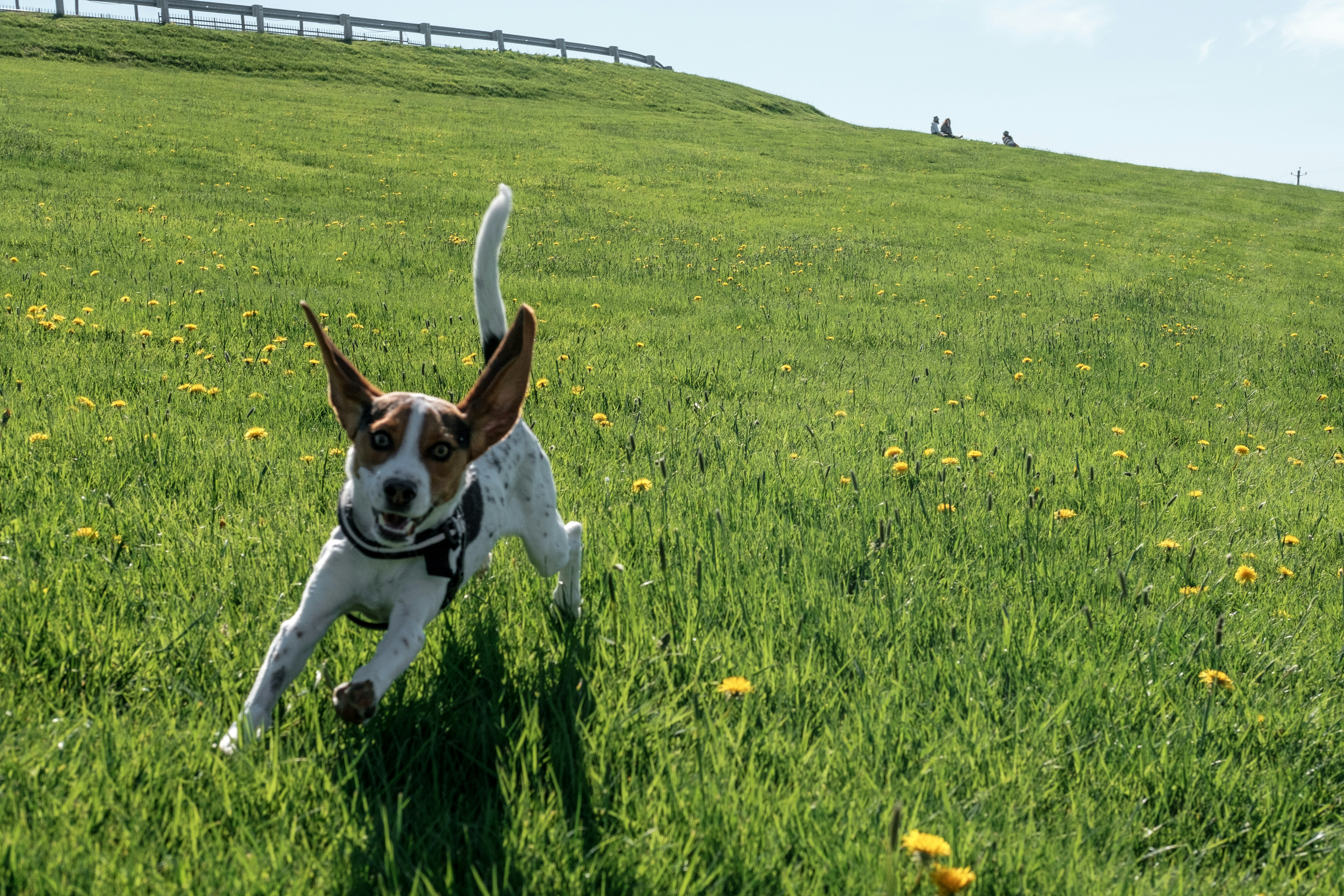 Dog Running Pictures | Download Free Images on Unsplash
