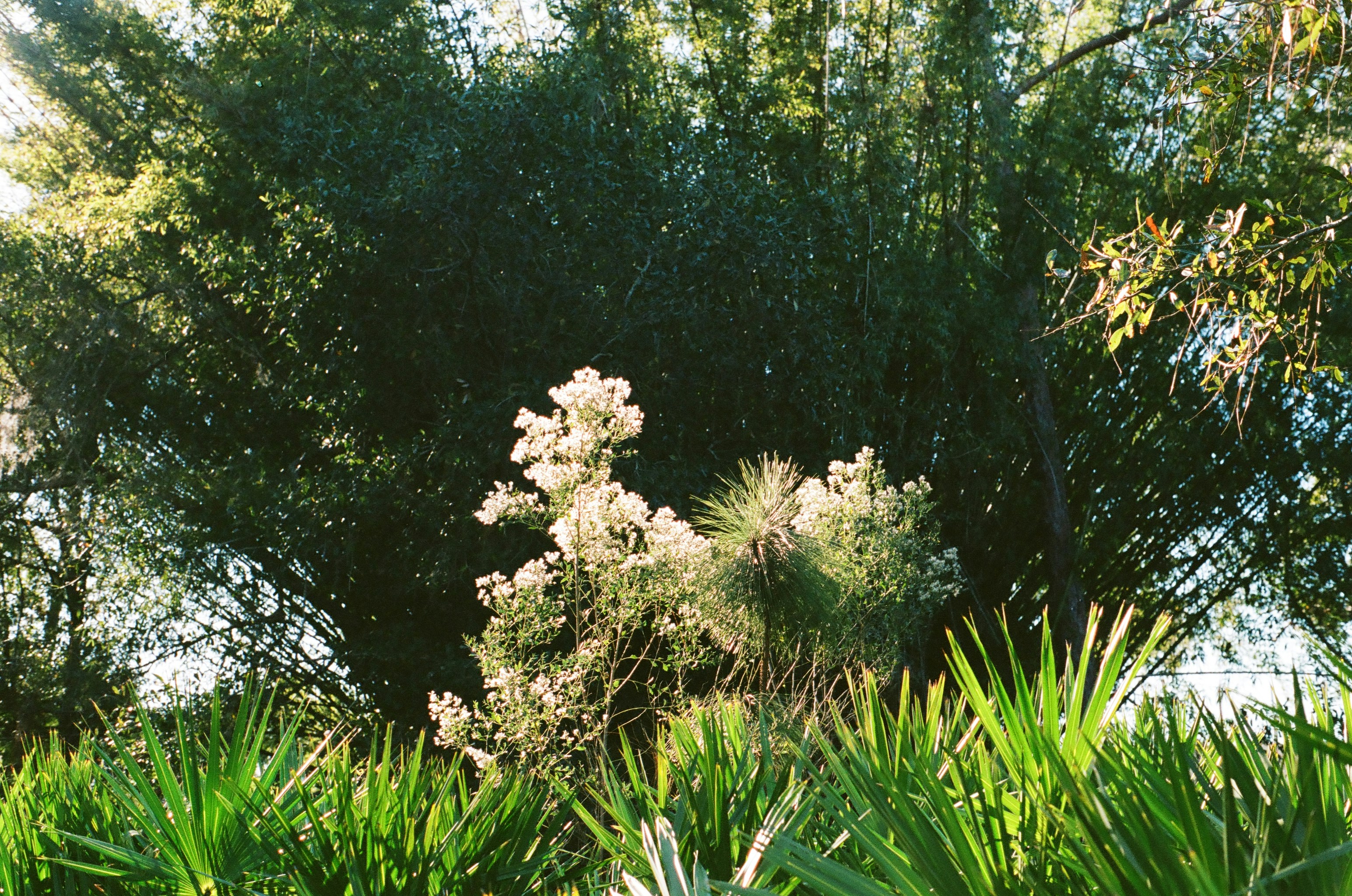 A cluster of flowering plants stands prominently against a backdrop of dense foliage, highlighting the beauty of nature's diversity.