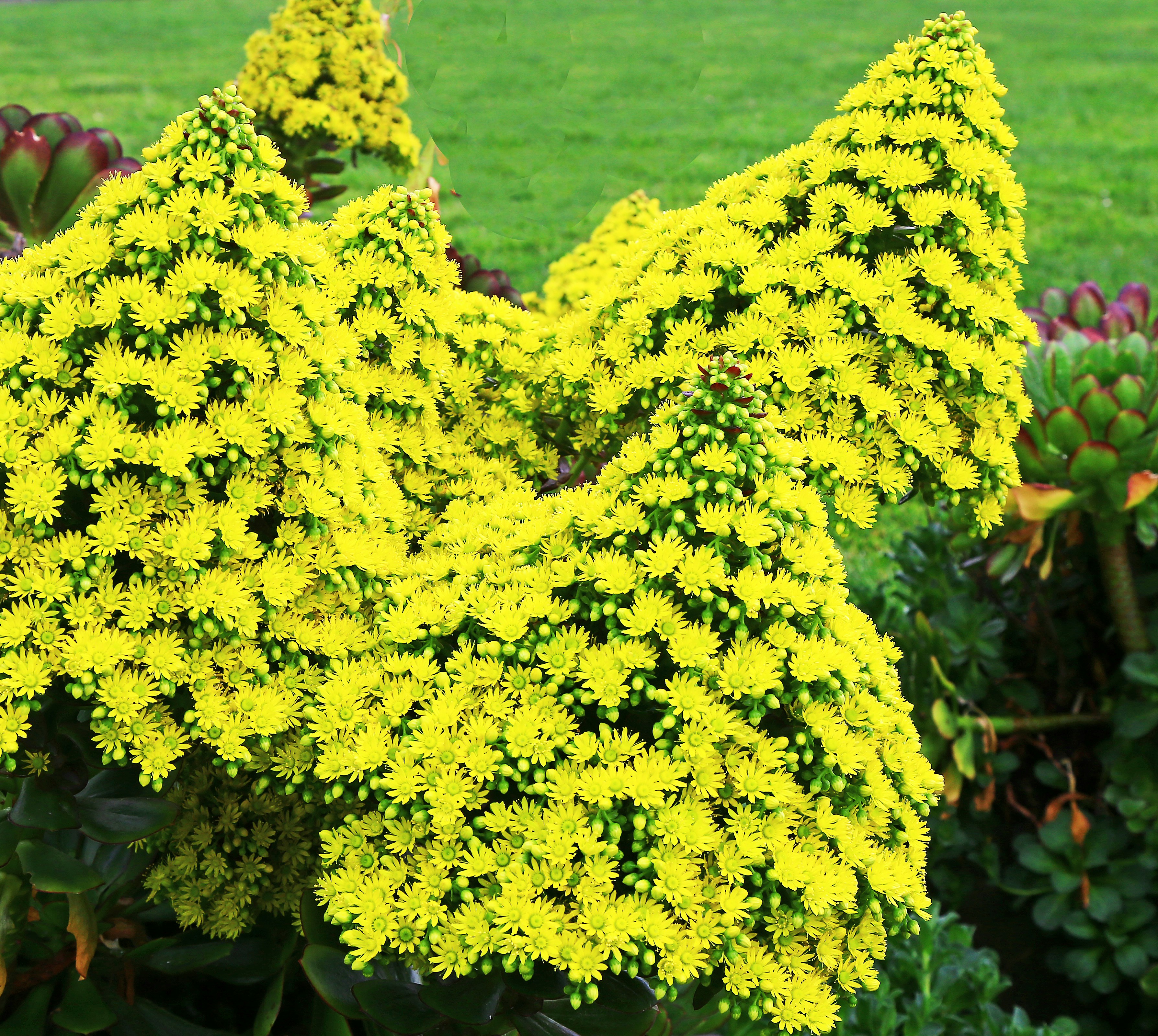 Golden Chrysanthemum Cascade in a Sunlit Garden