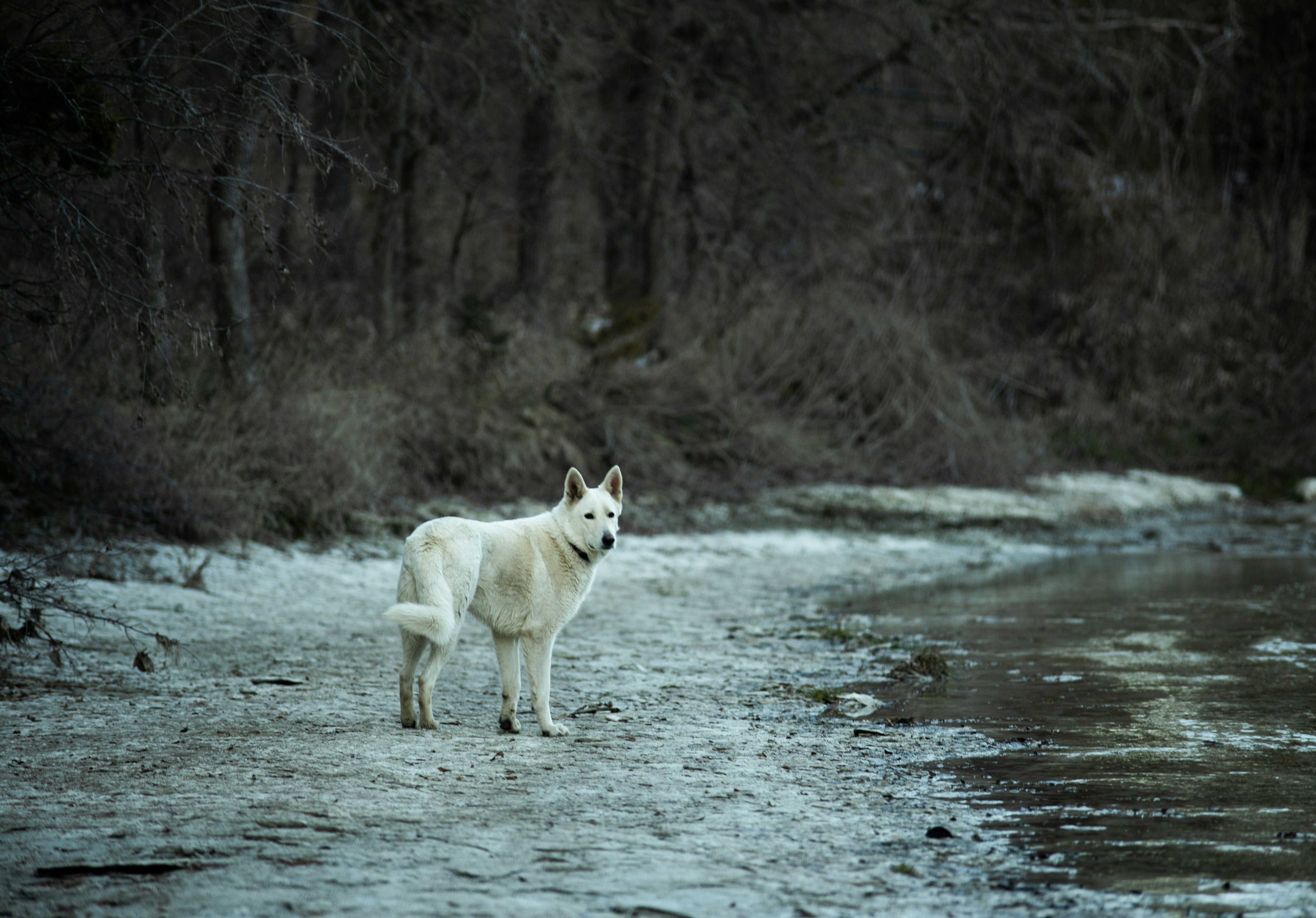 White Wolves Running