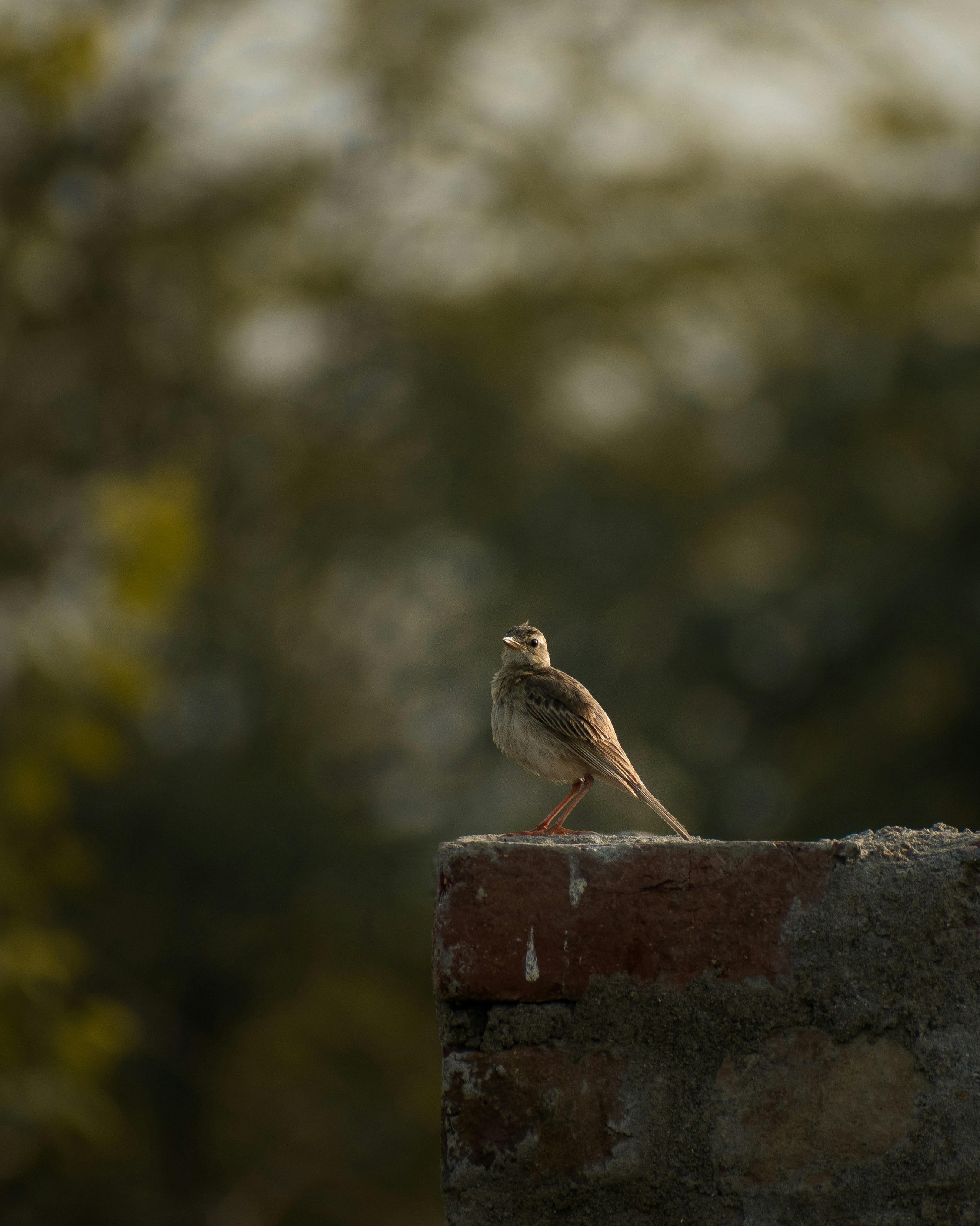 Photo by Dev Prakash Sahu with Nikon D5600