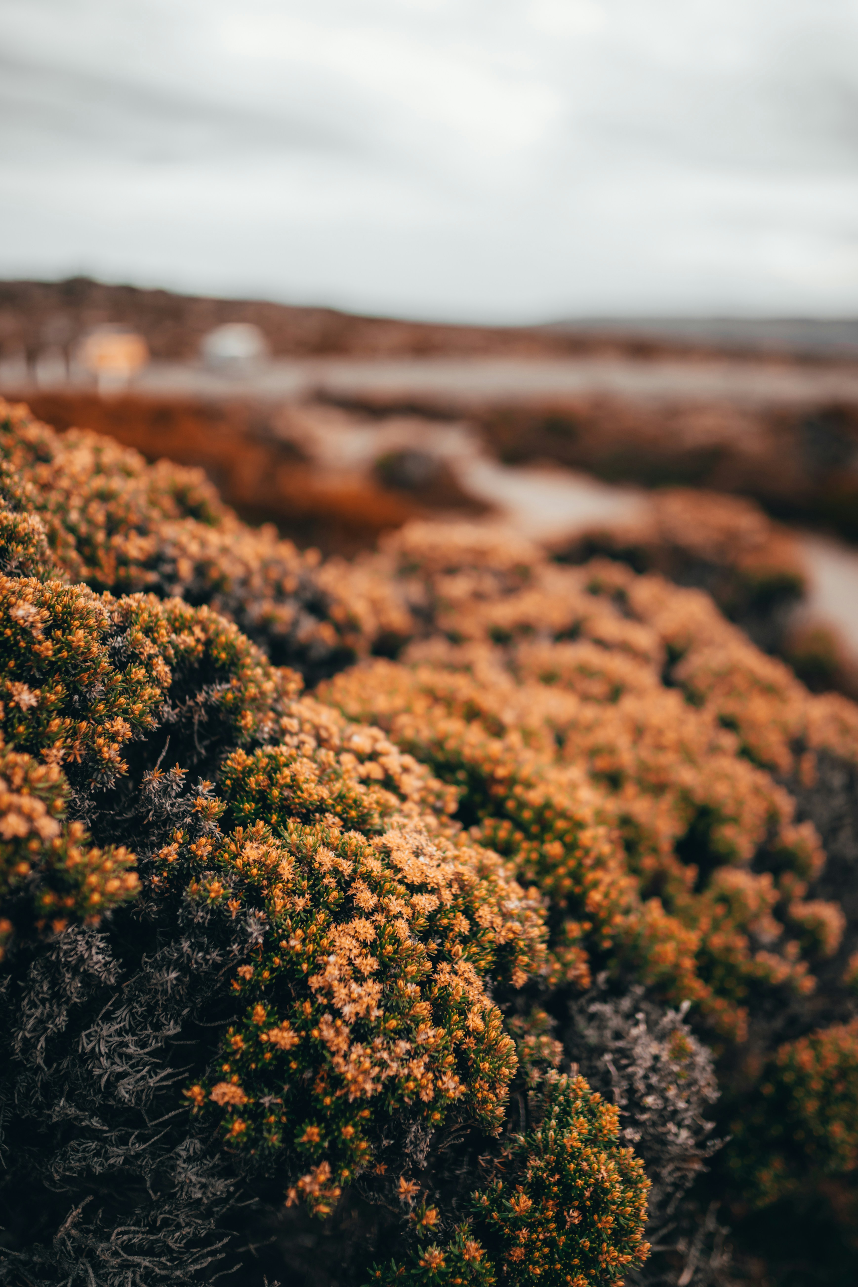 Close-up of vibrant moss and foliage, showcasing intricate textures and colors against a blurred natural backdrop.