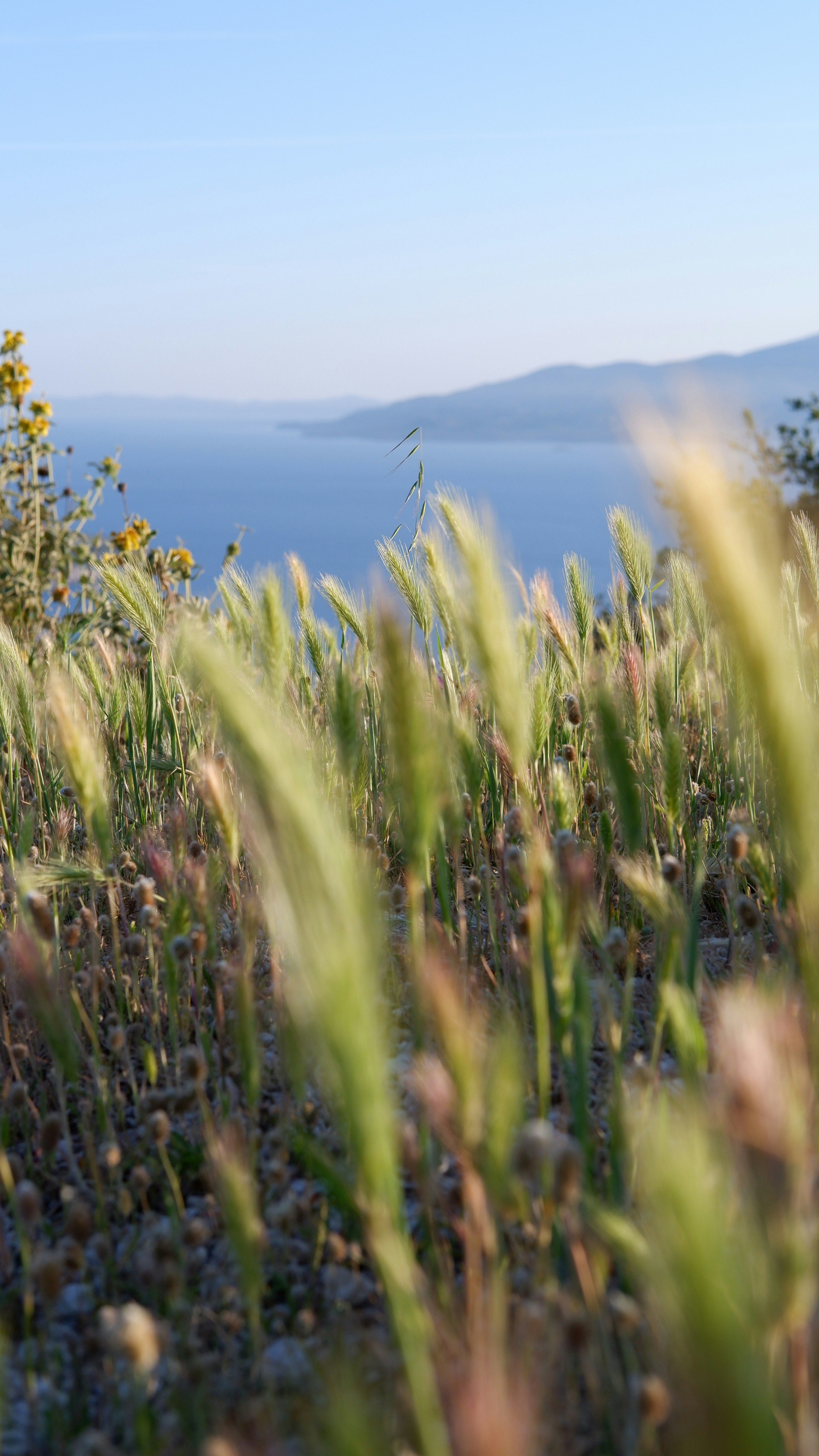 Foxtail Fronds Framing a Quiet Lakeside Horizon