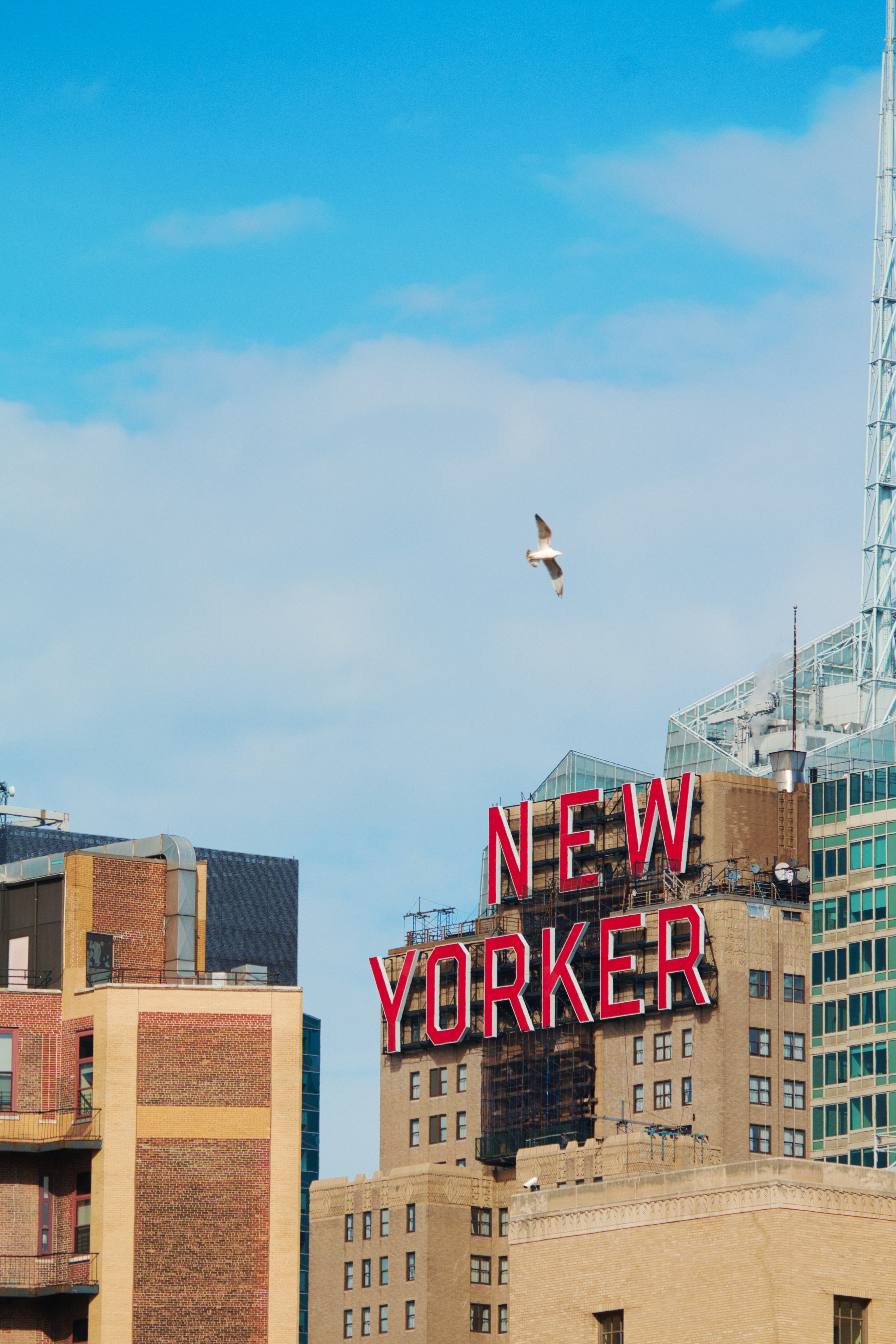Seagull over the New Yorker Sign: Skyward Sentinel