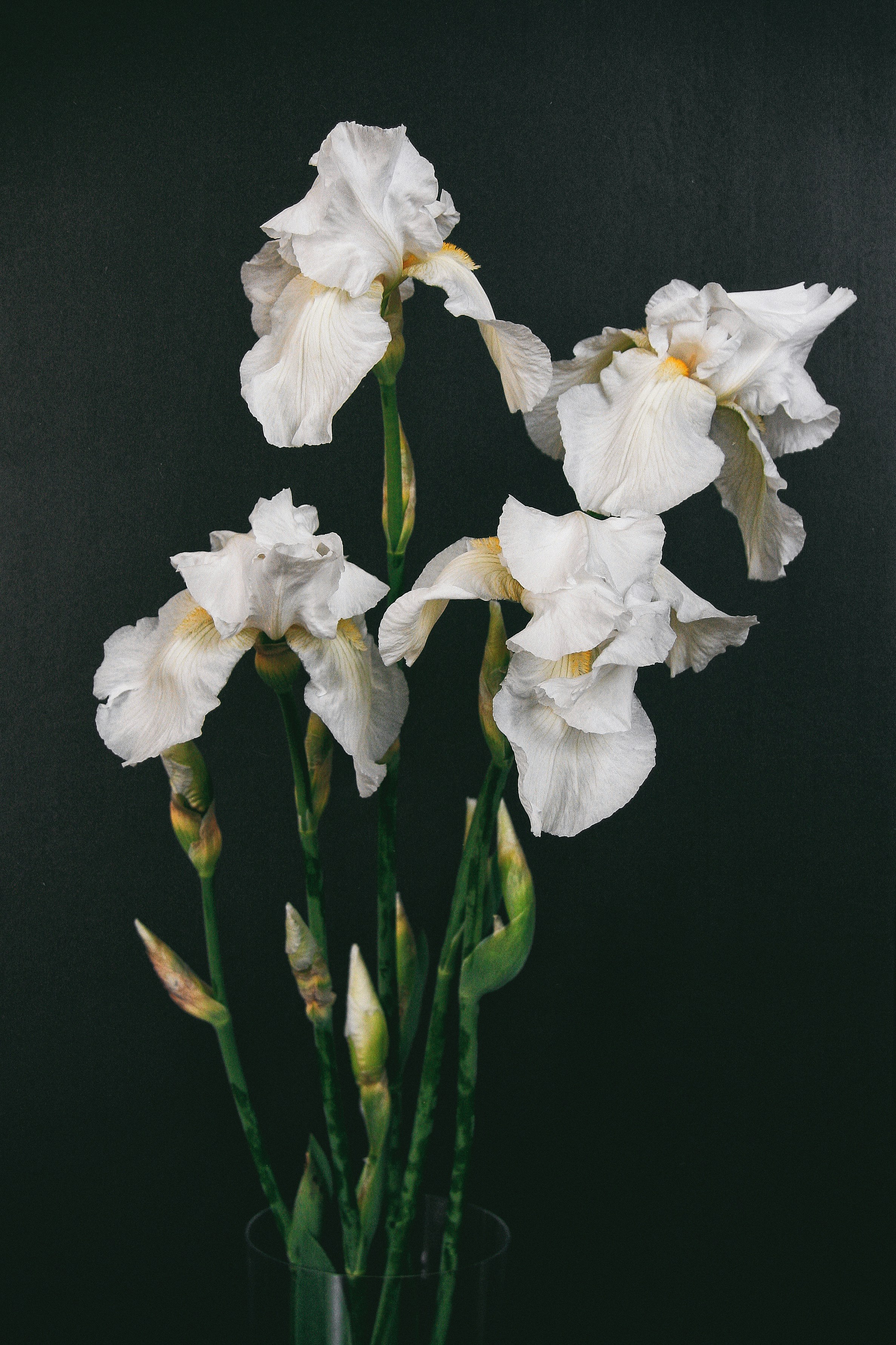 White irises in a dark frame: minimal bloom against charcoal backdrop