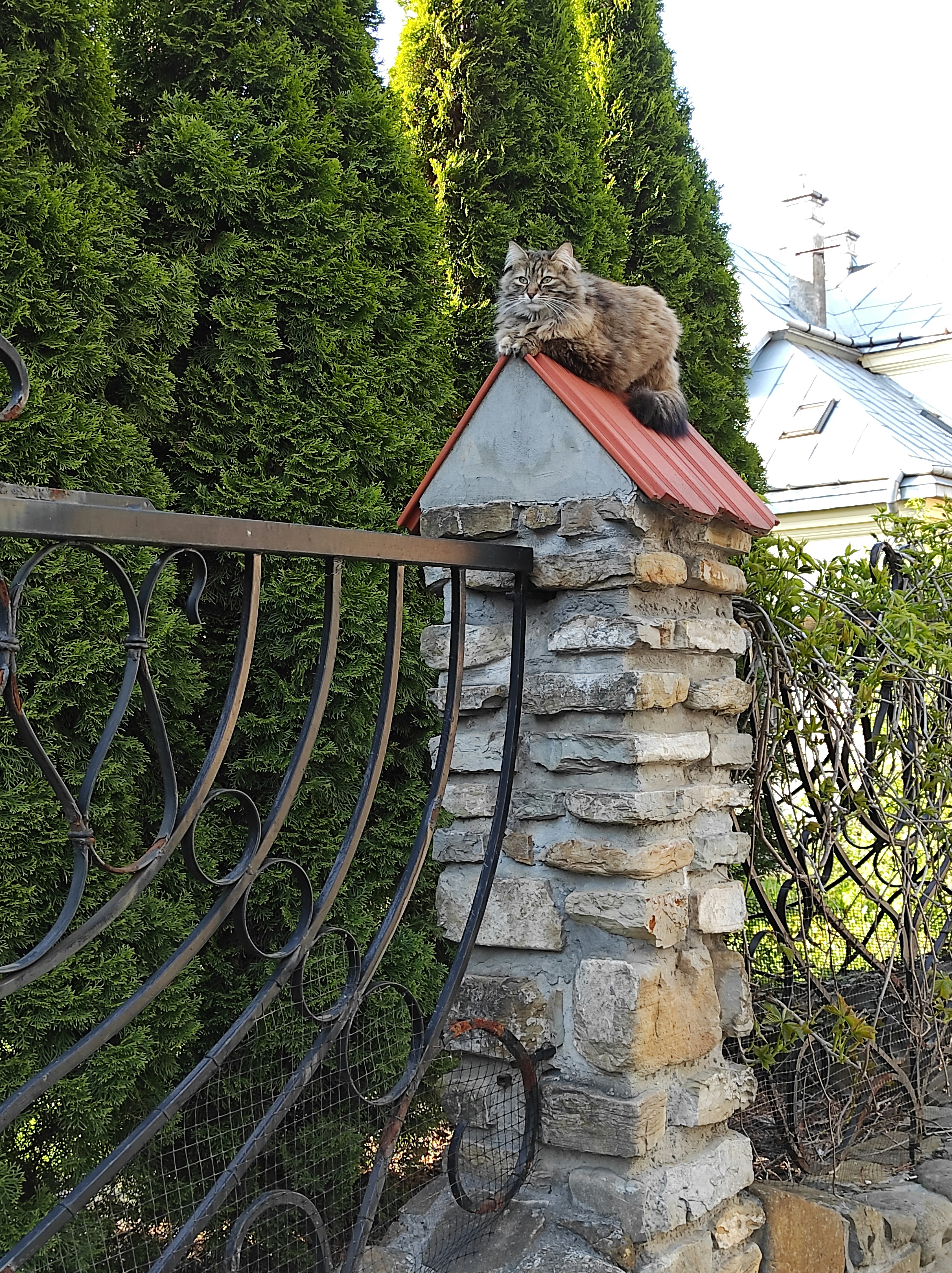 Cat Sentinel on a Stone Pillar Overlooking a Wrought-Iron Gate