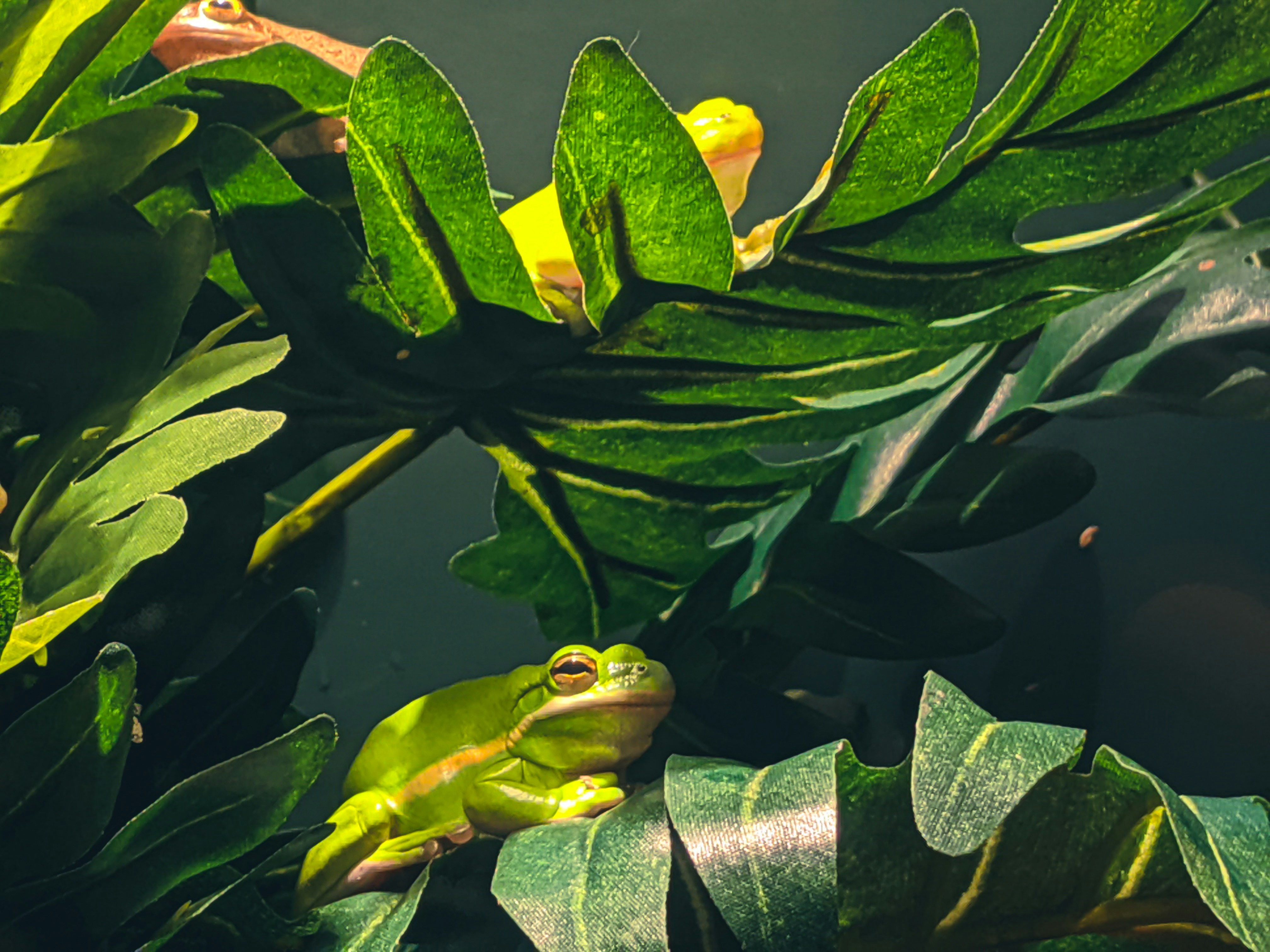 Emerald Tree Frog Silently Perched on Satin Green Leaves