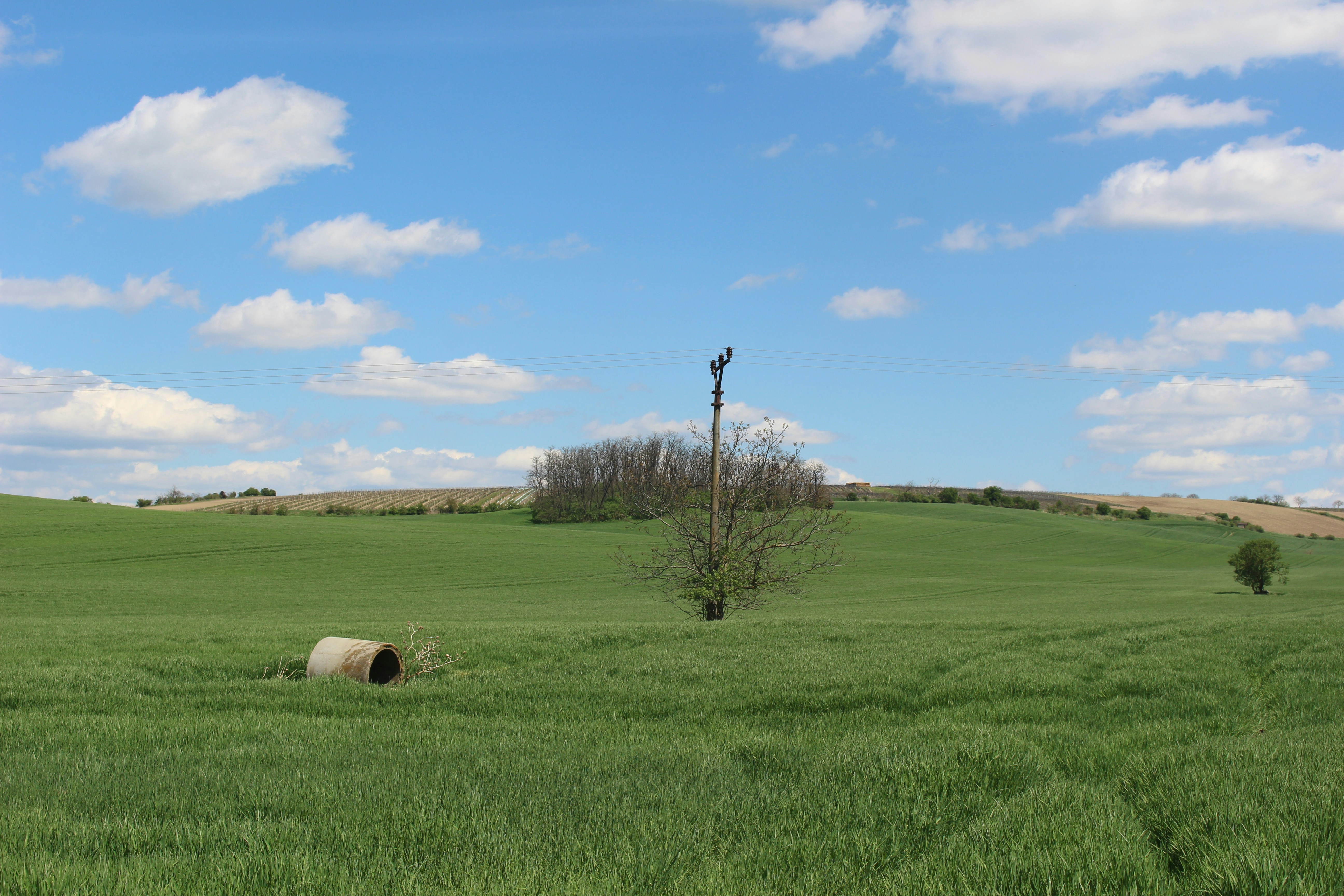 white sheep on green grass field under blue sky during daytime
