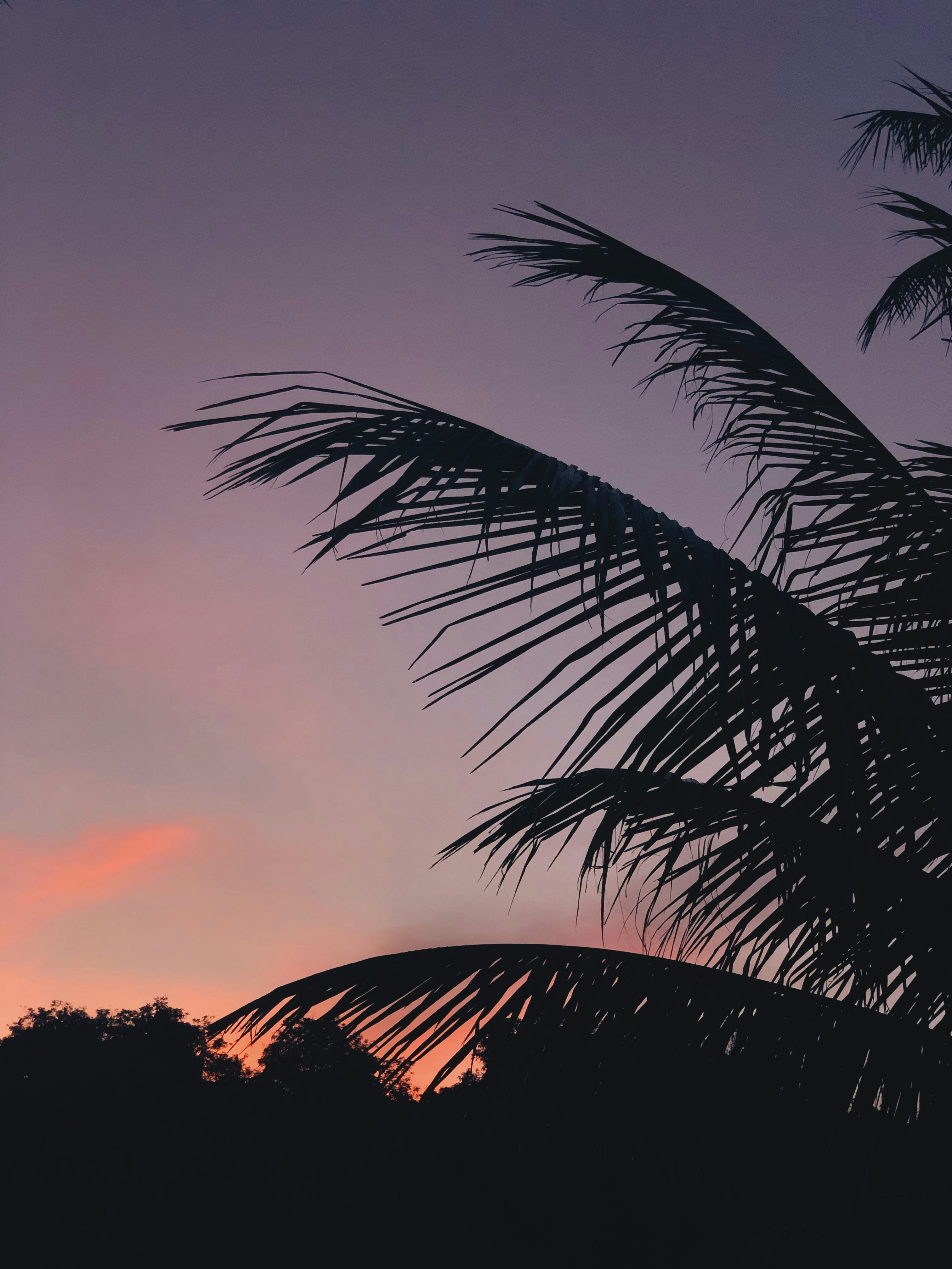 Silhouetted palm fronds against a vibrant twilight sky transitioning from purple to soft orange.