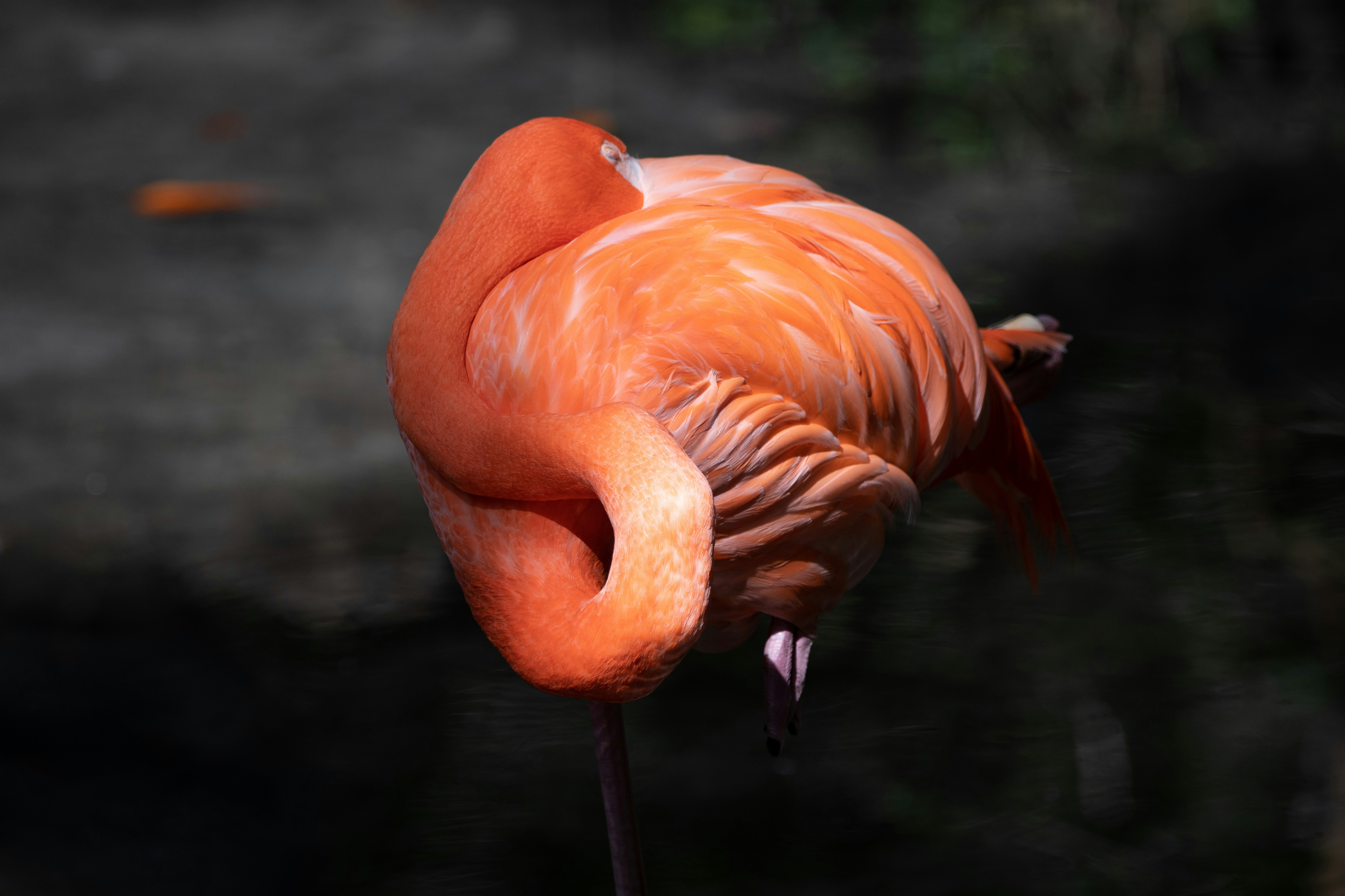 S-Curve in Coral Light: Flamingo on a Dark Mirror