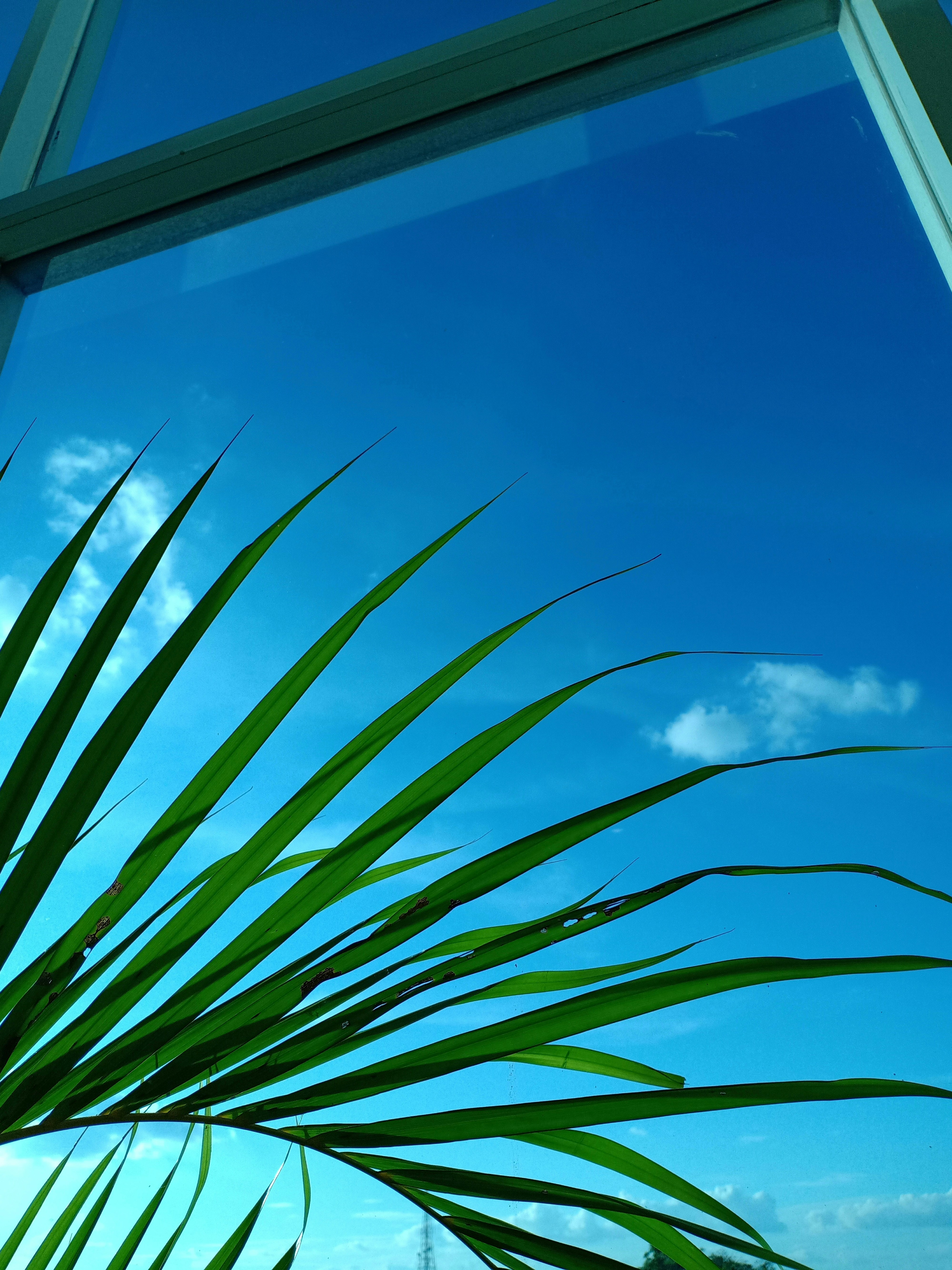 Bright blue sky through a window with palm fronds sweeping across the lower left, captured in a photograph.