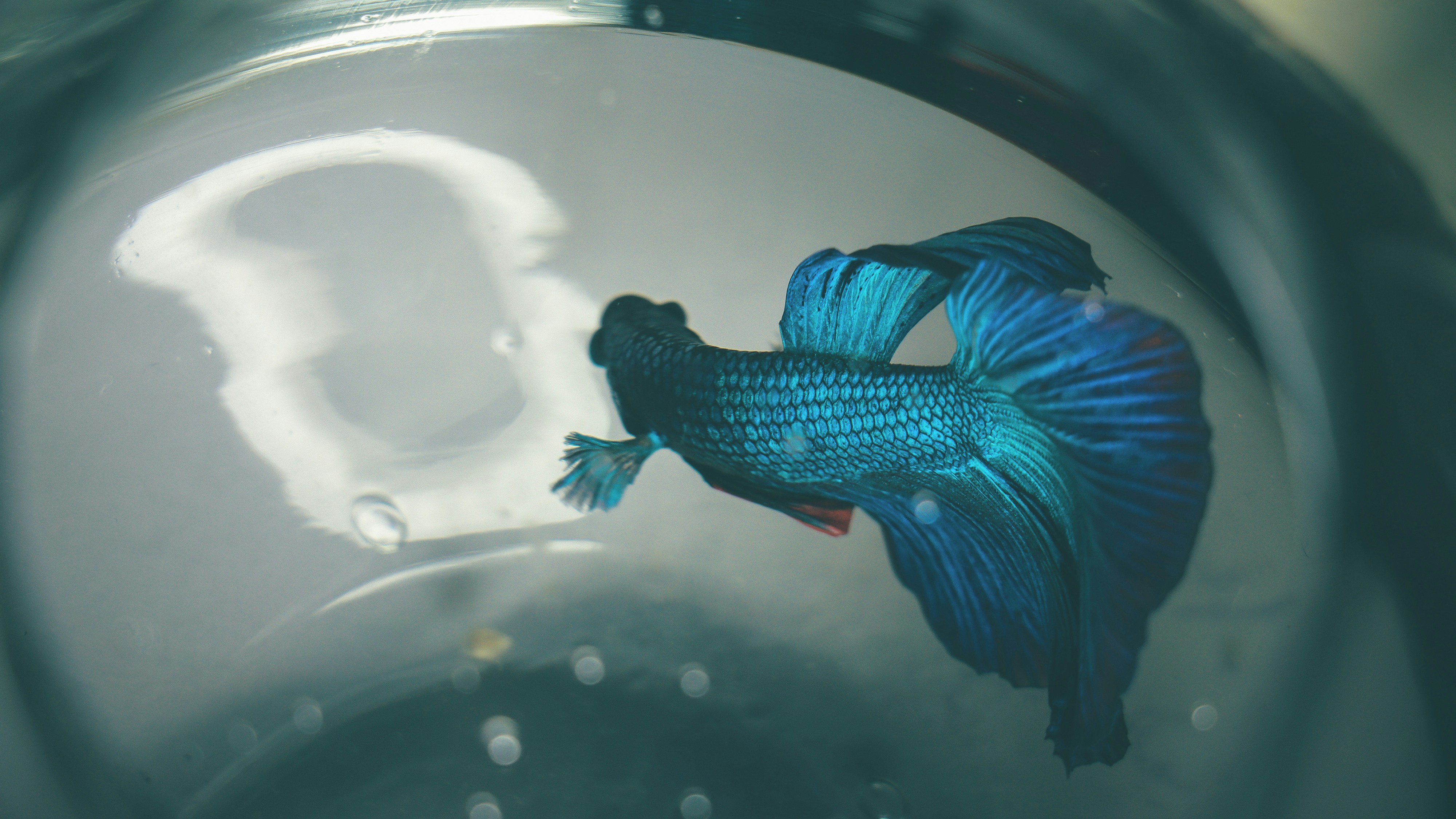 Blue and black fish in fish tank photo – Free Wallpaper Image on Unsplash