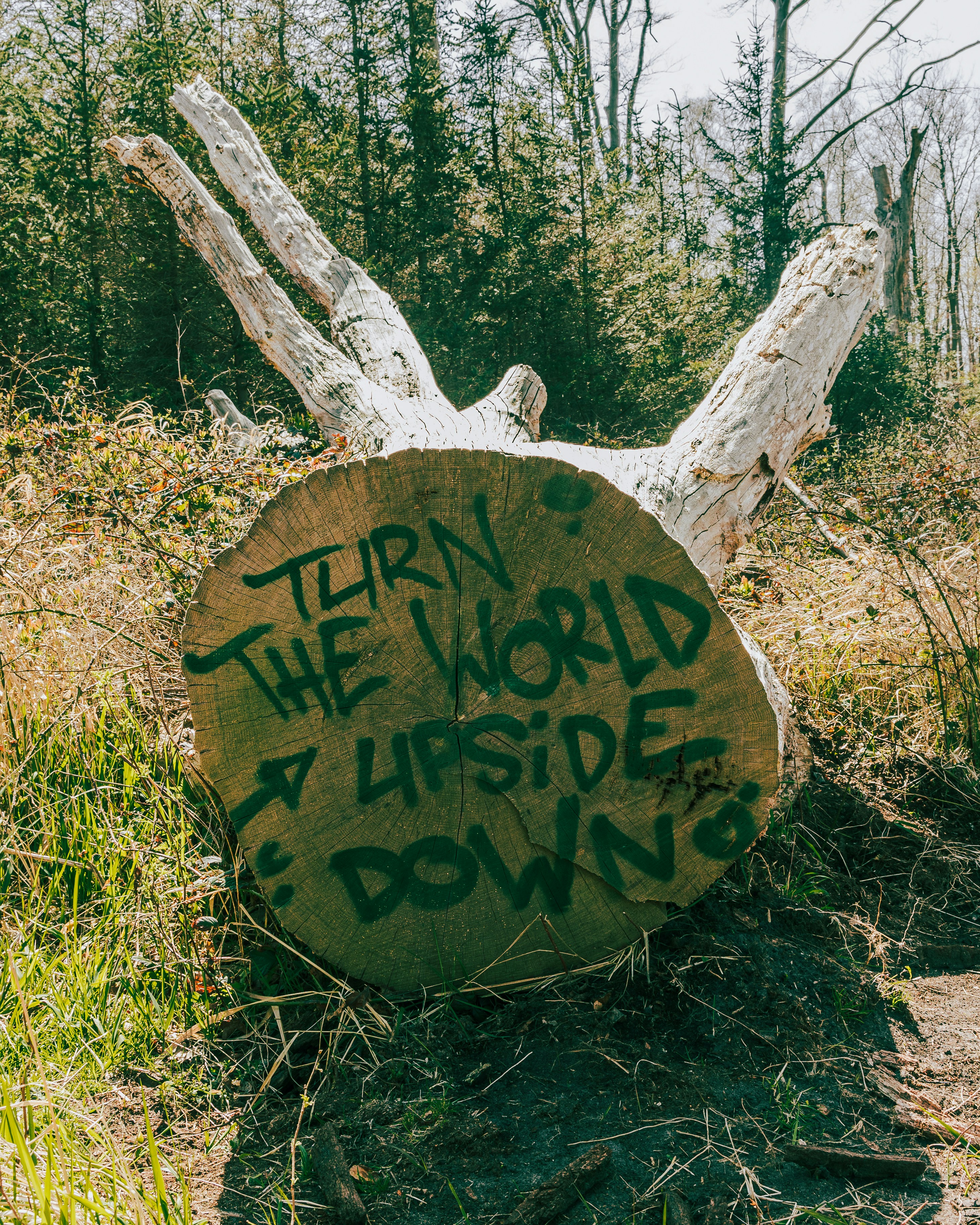 Upside-Down World Graffiti on a Weathered Log