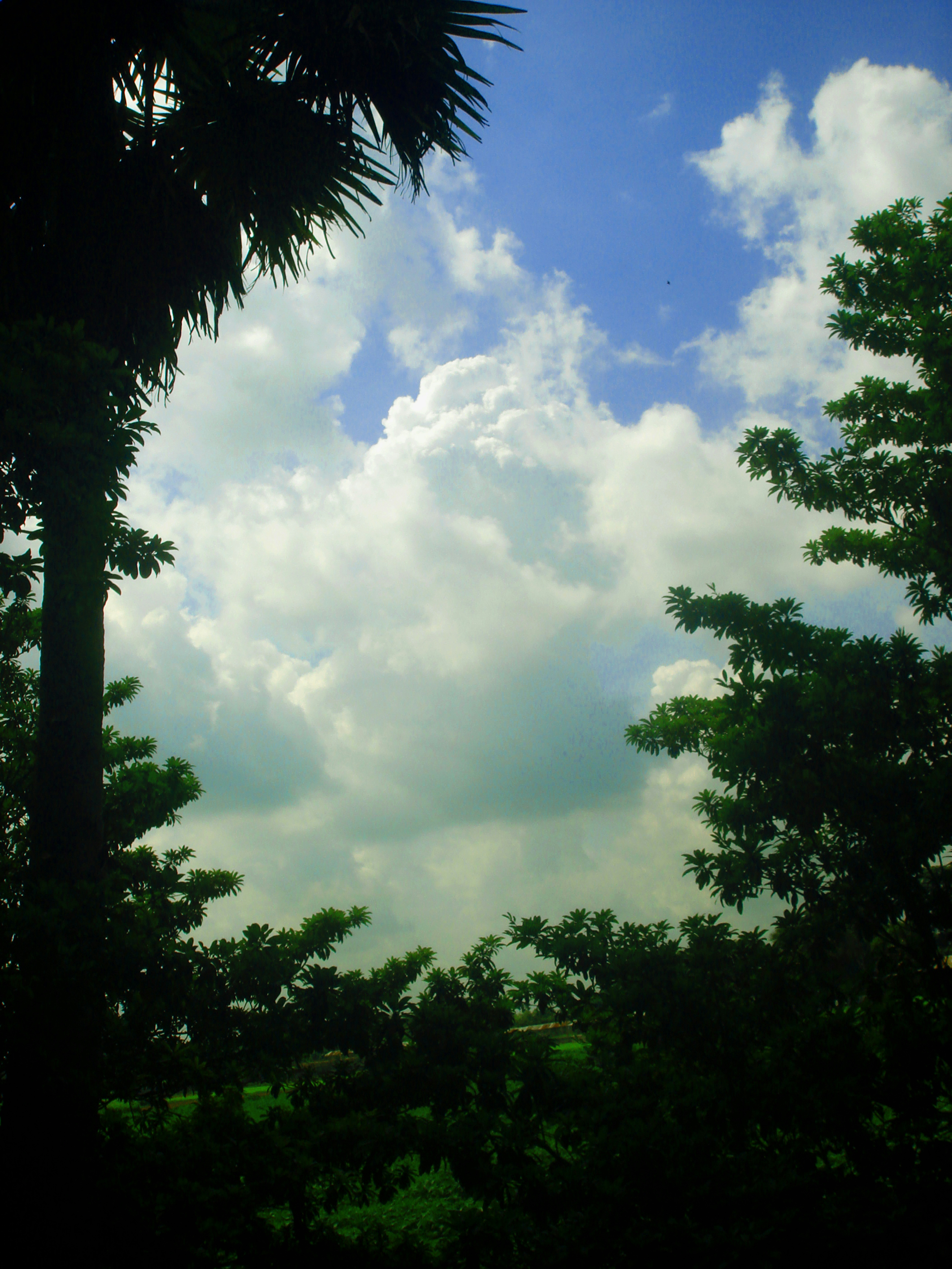 Blue sky with fluffy clouds seen through silhouetted tropical trees, creating a tranquil canopy scene.
