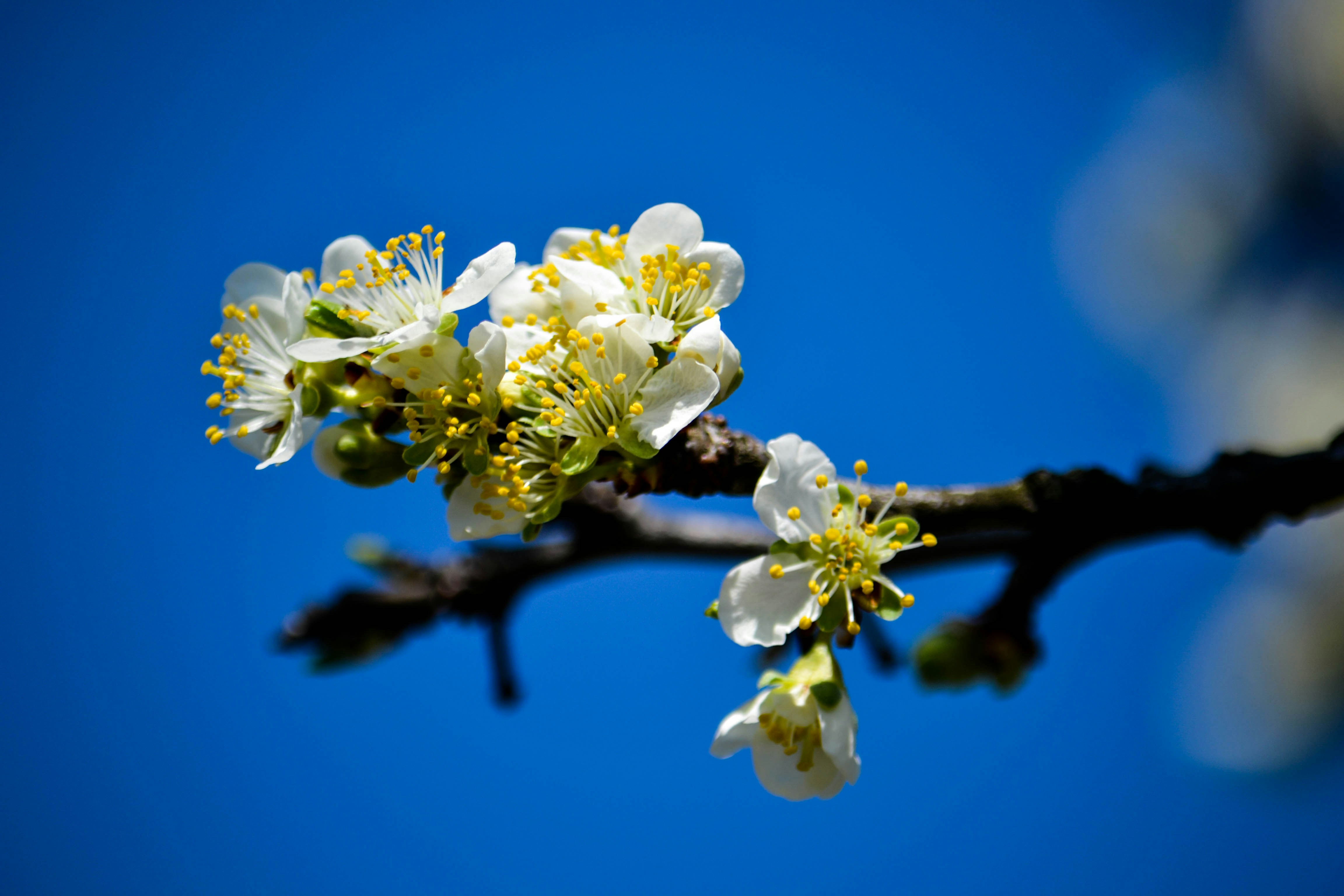 Whispers of Spring: Cherry Blossom Elegance