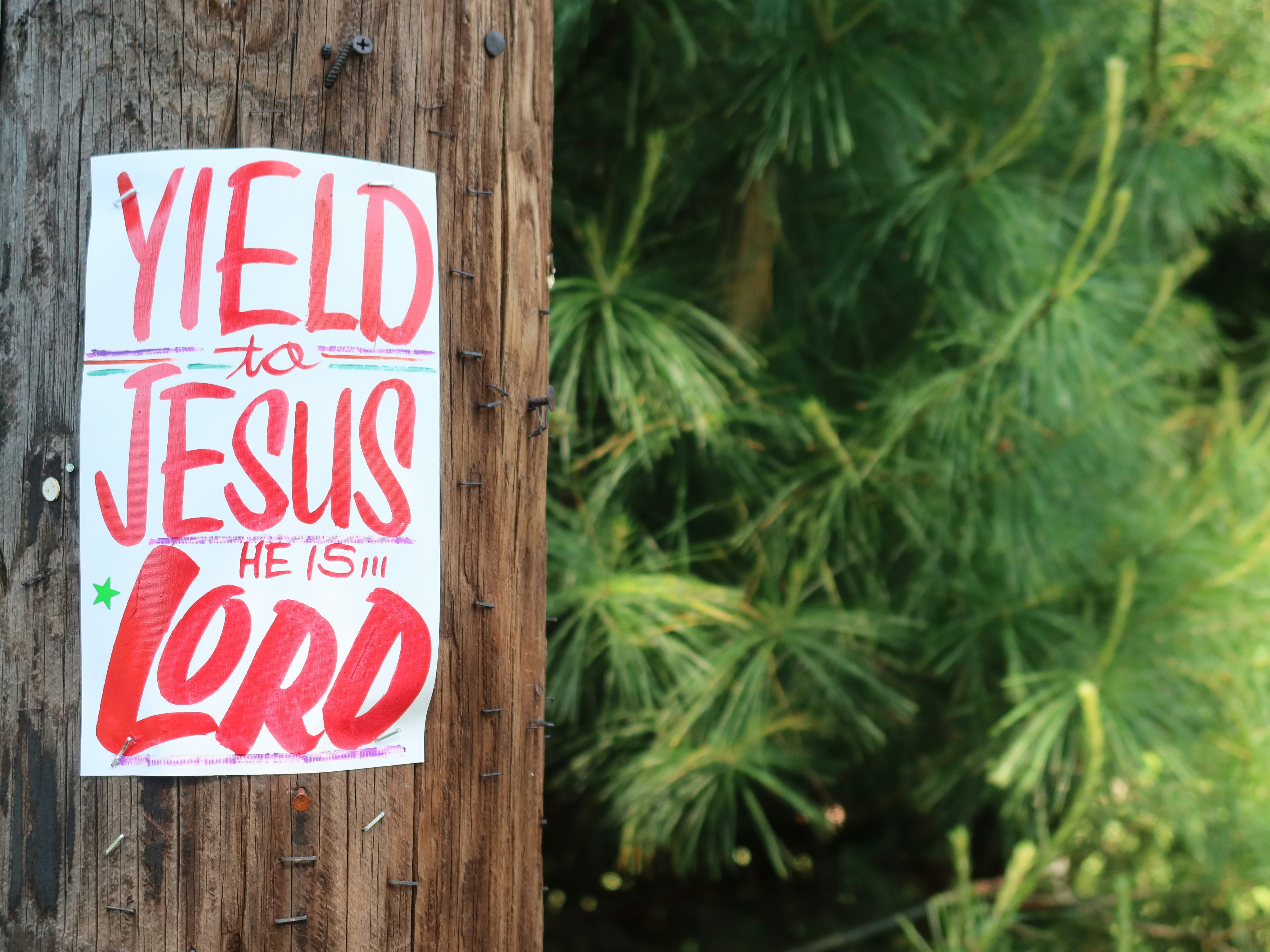 Yield to Jesus: A Hand-Painted Sign on a Weathered Post Amid Pine Backdrop