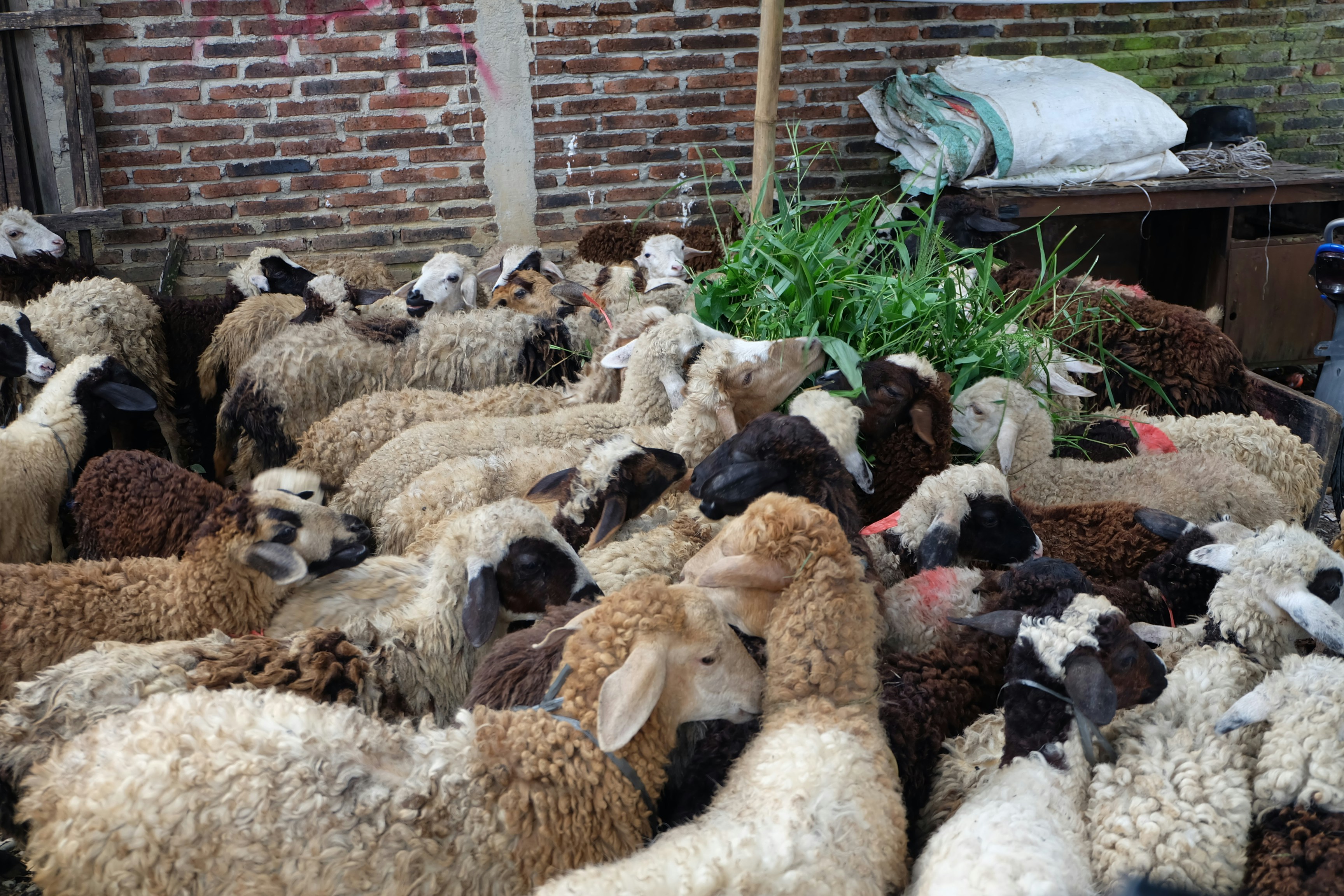 Sheep Farm Indonesia - Peternakan Domba Banjarnegara