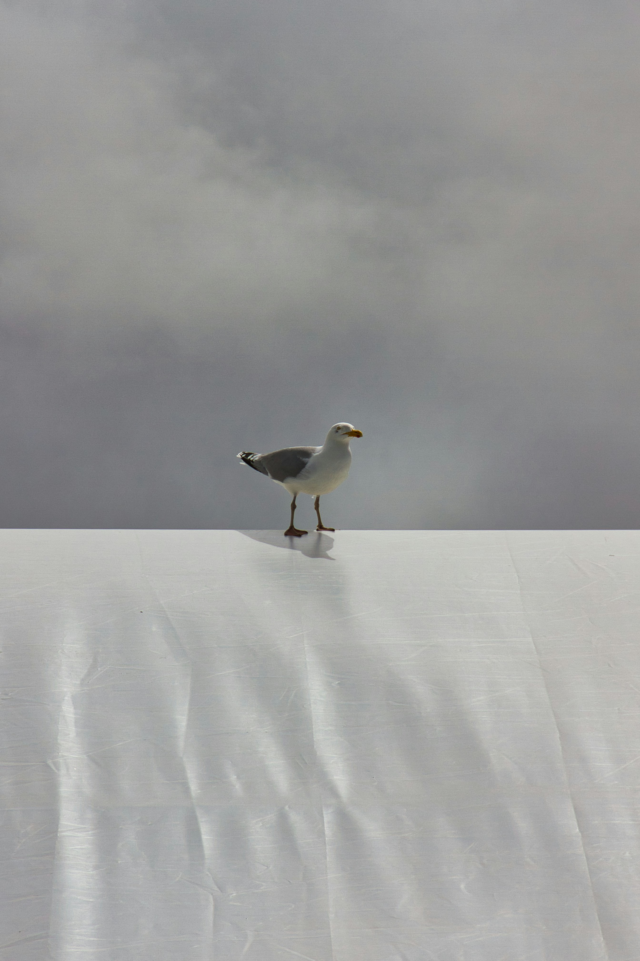 Isolated Gull on a Glinting White Hurdle Under Gray Skies