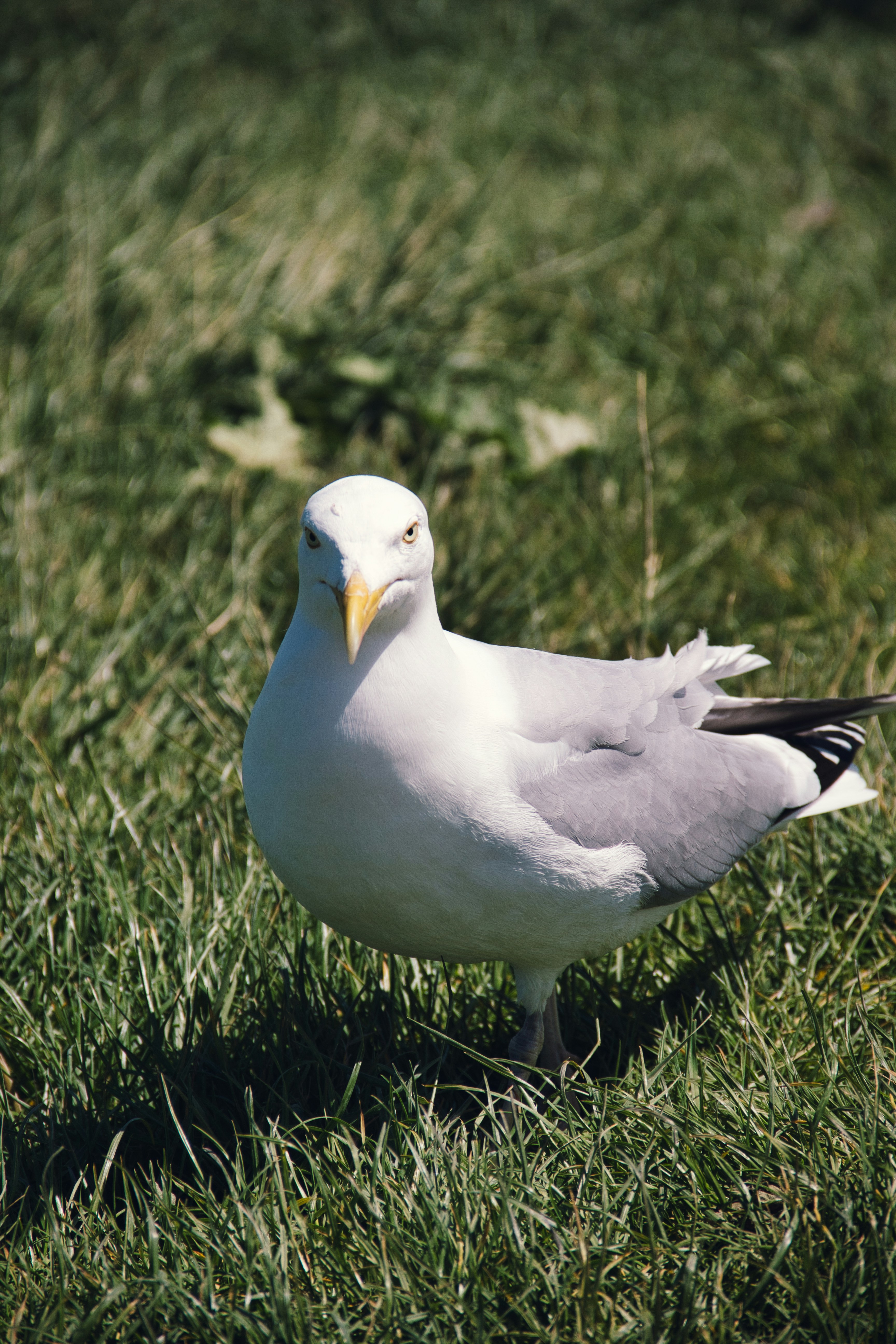 A seagull stands confidently on lush green grass, showcasing its striking features and attentive gaze.