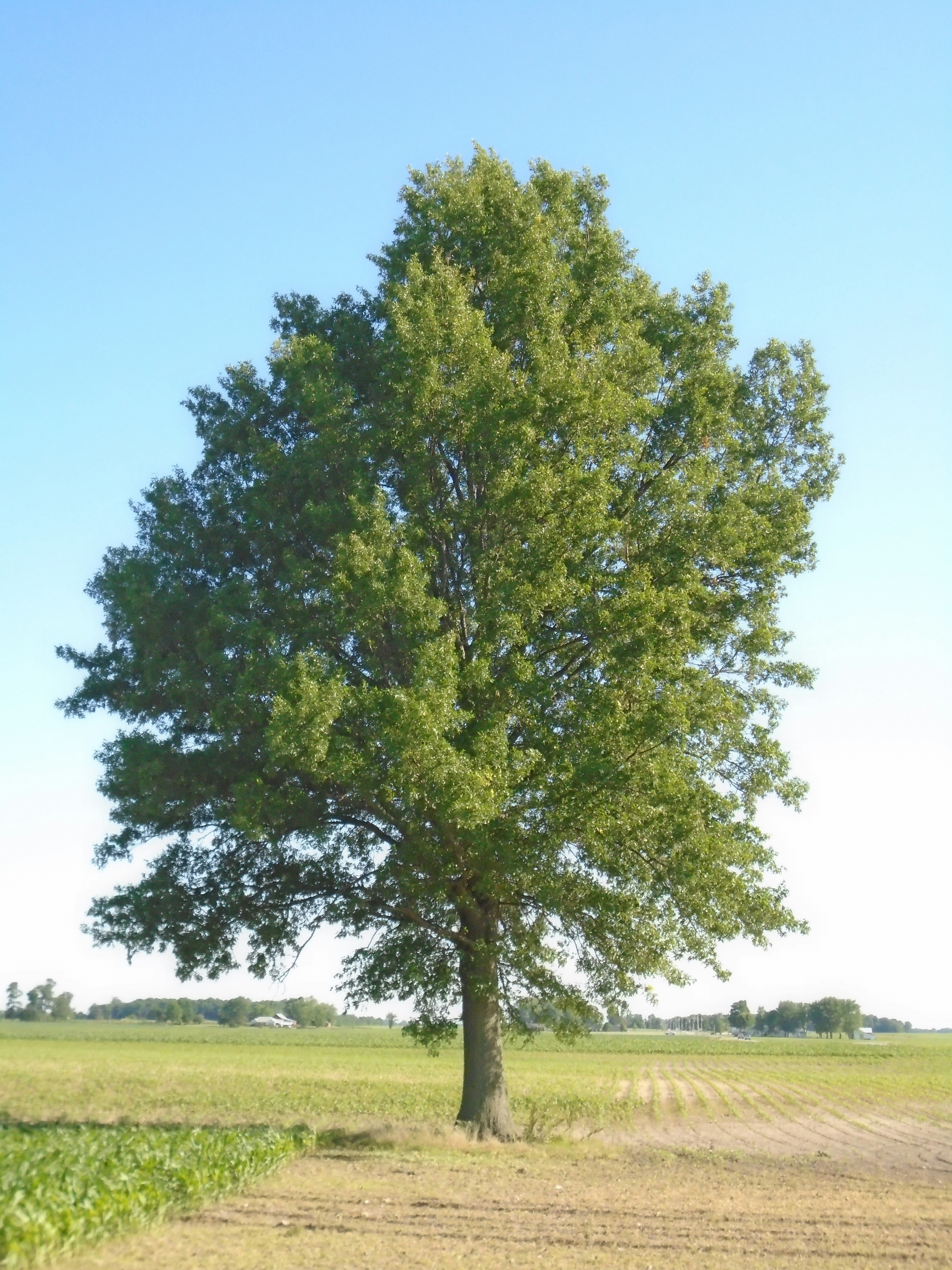 A majestic tree stands alone in an open field, surrounded by crops under a clear blue sky.